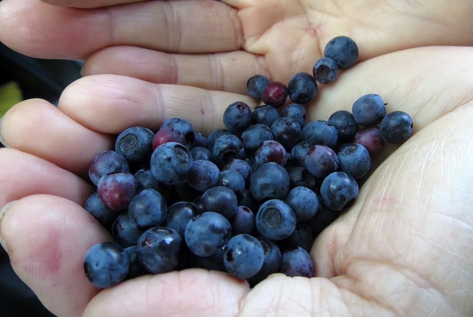Blueberry Nature Bio Wild free image download