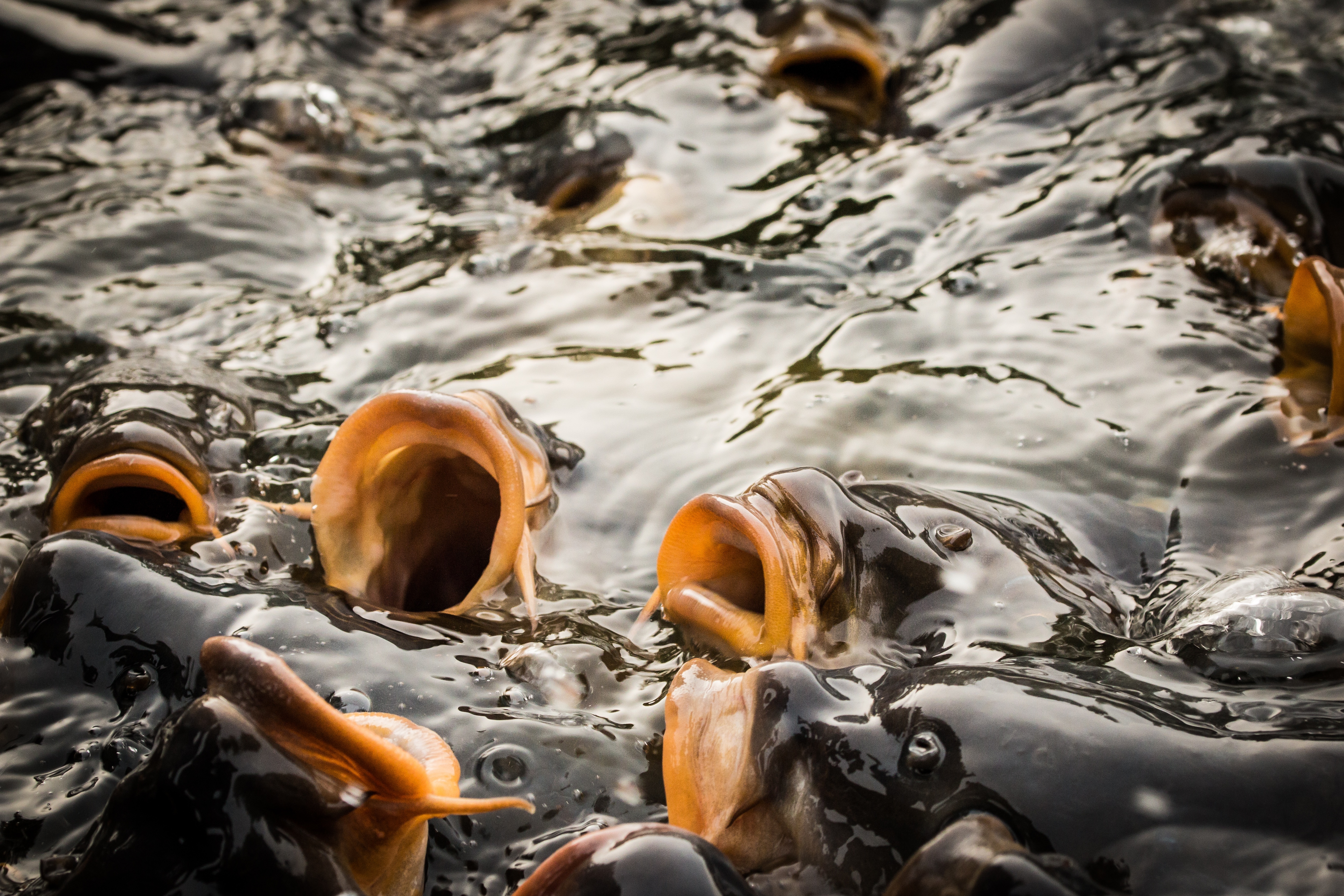 Fish swimming in chaotic state free image download