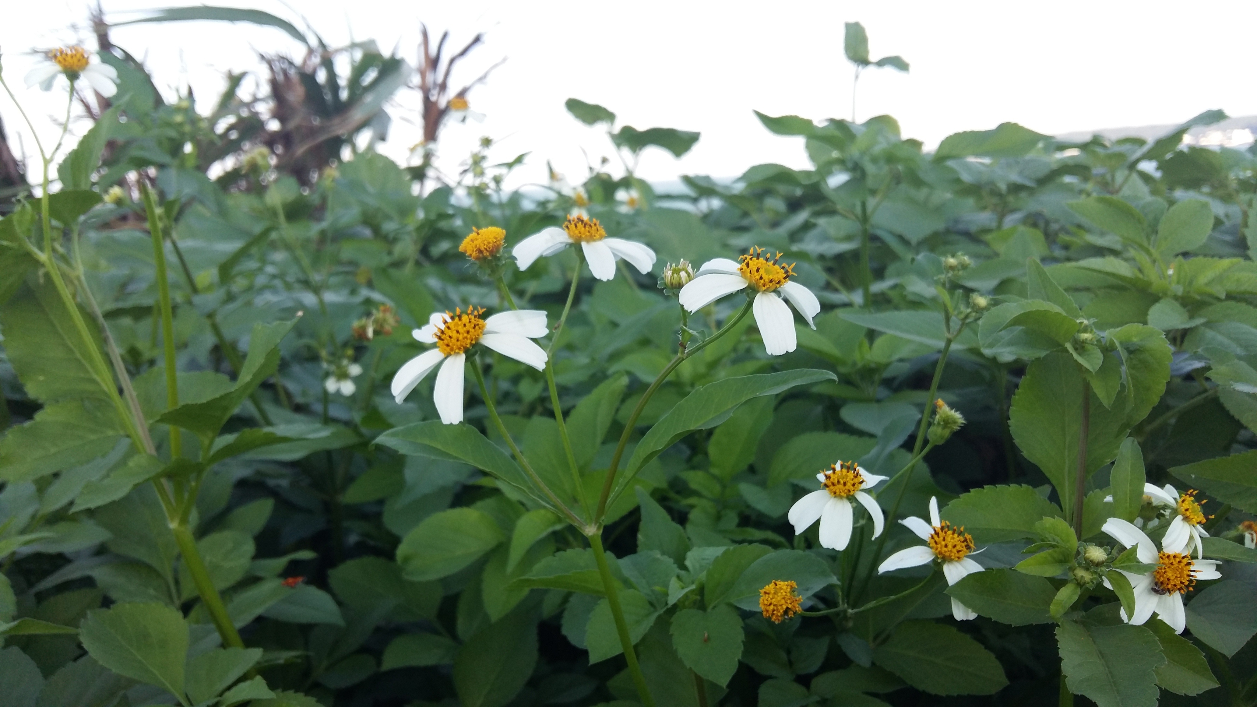 Bidens pilosa, Black-jack, flowering plants free image download