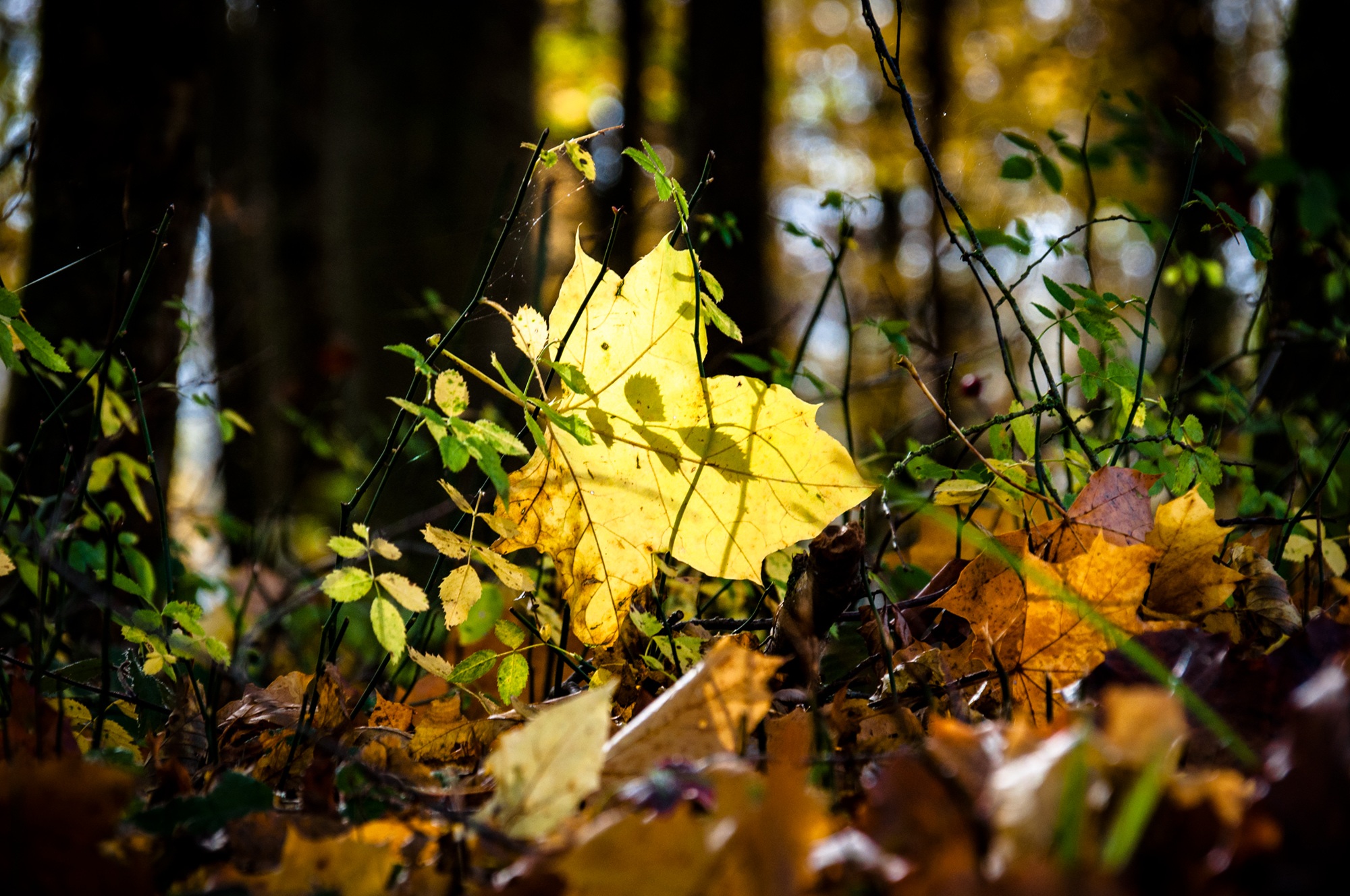 Autumn Light Leaf free image download