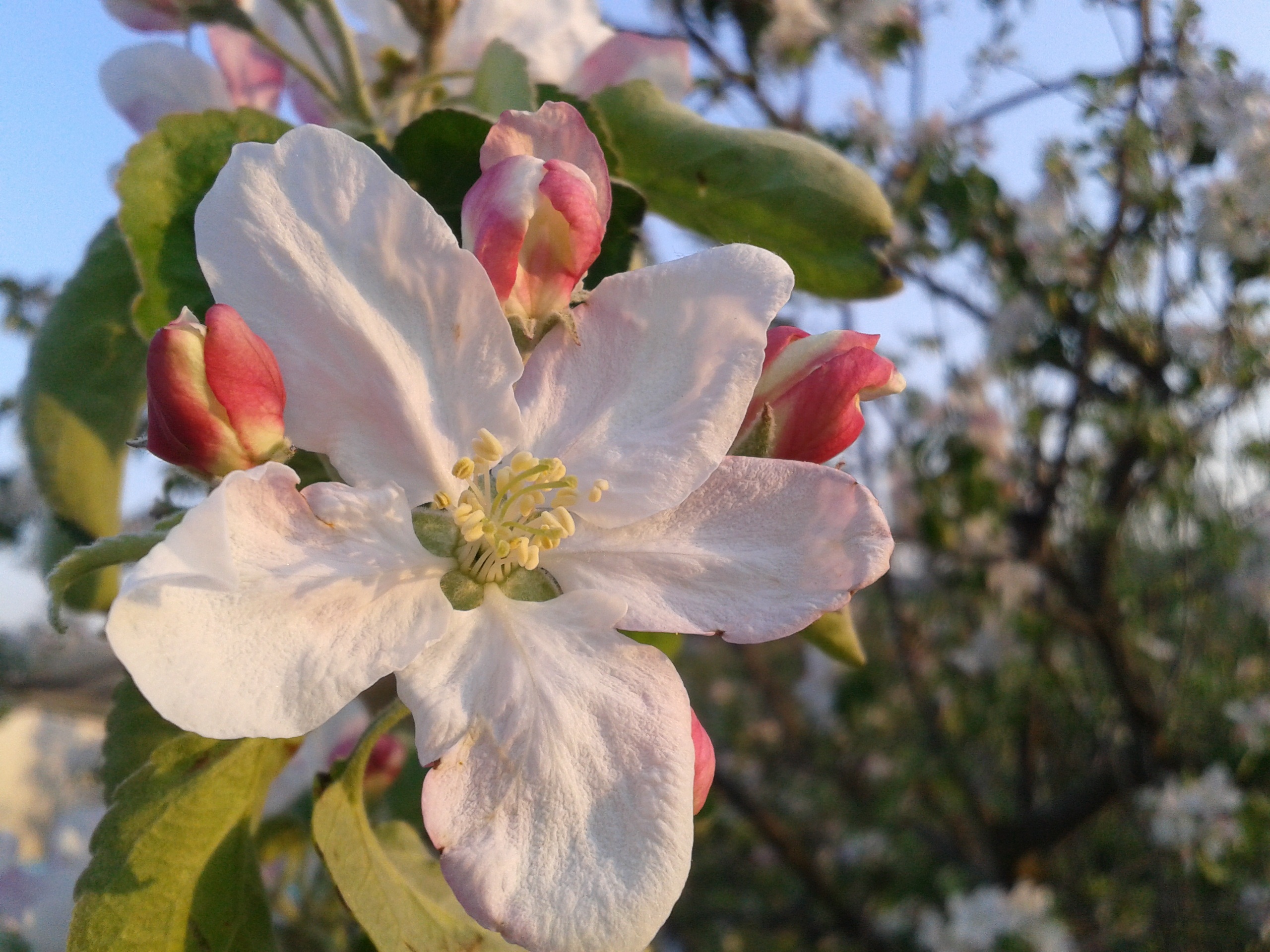 Spring Color Flower free image download