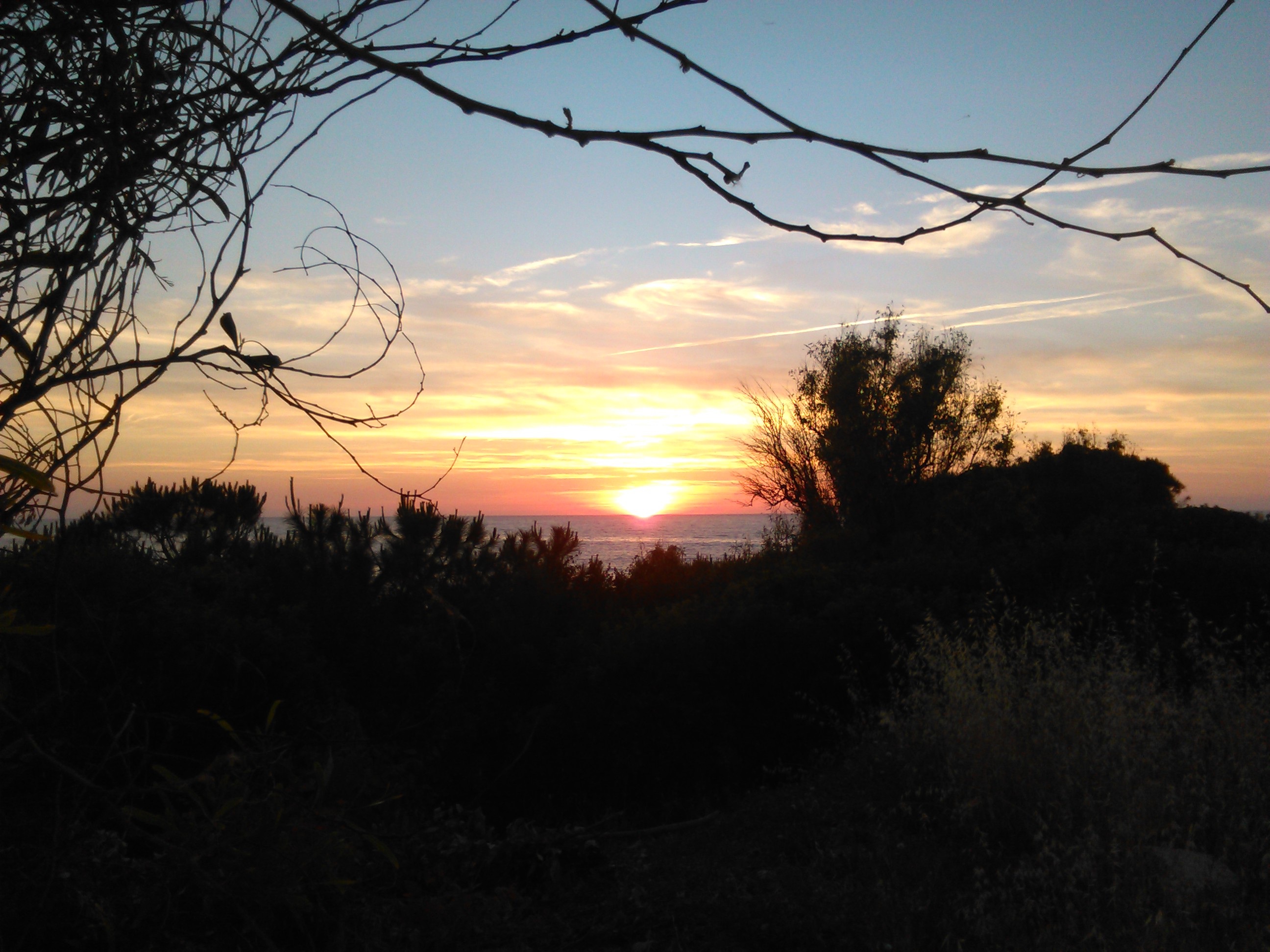 Sunset Sea Tree free image download