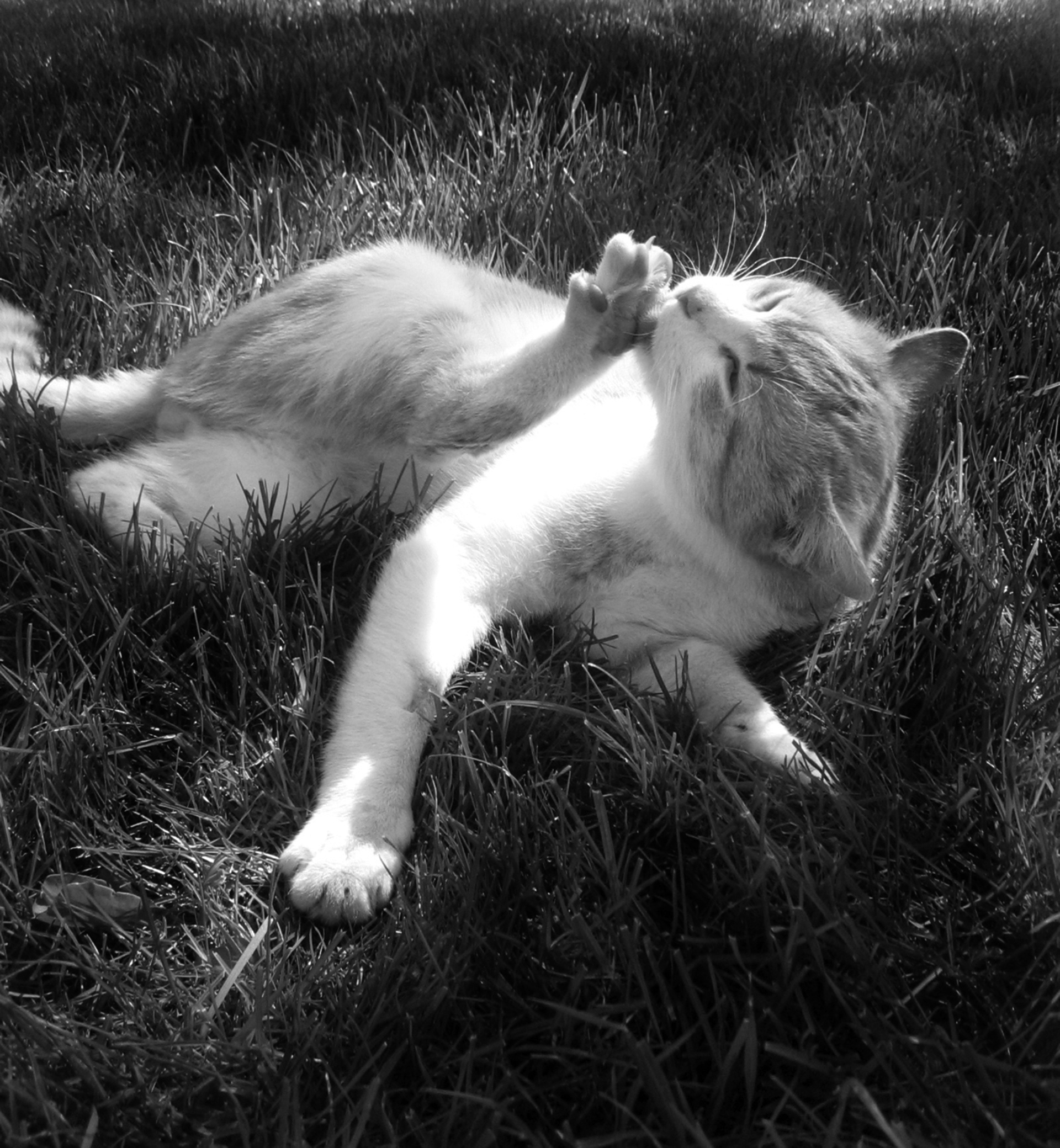 Tomcat licks its paw on Grass, black and white free image download