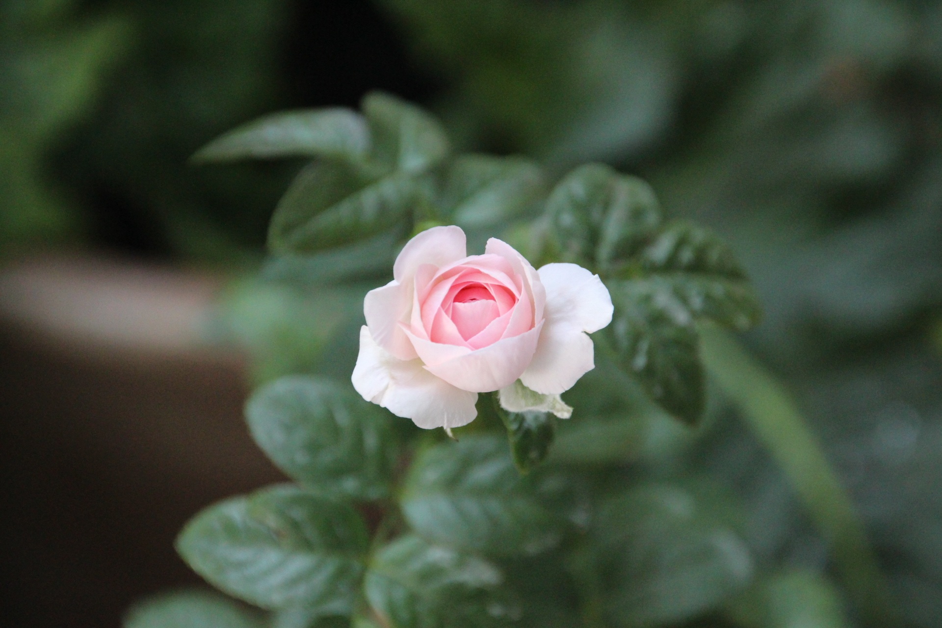 Rose Flower free image download