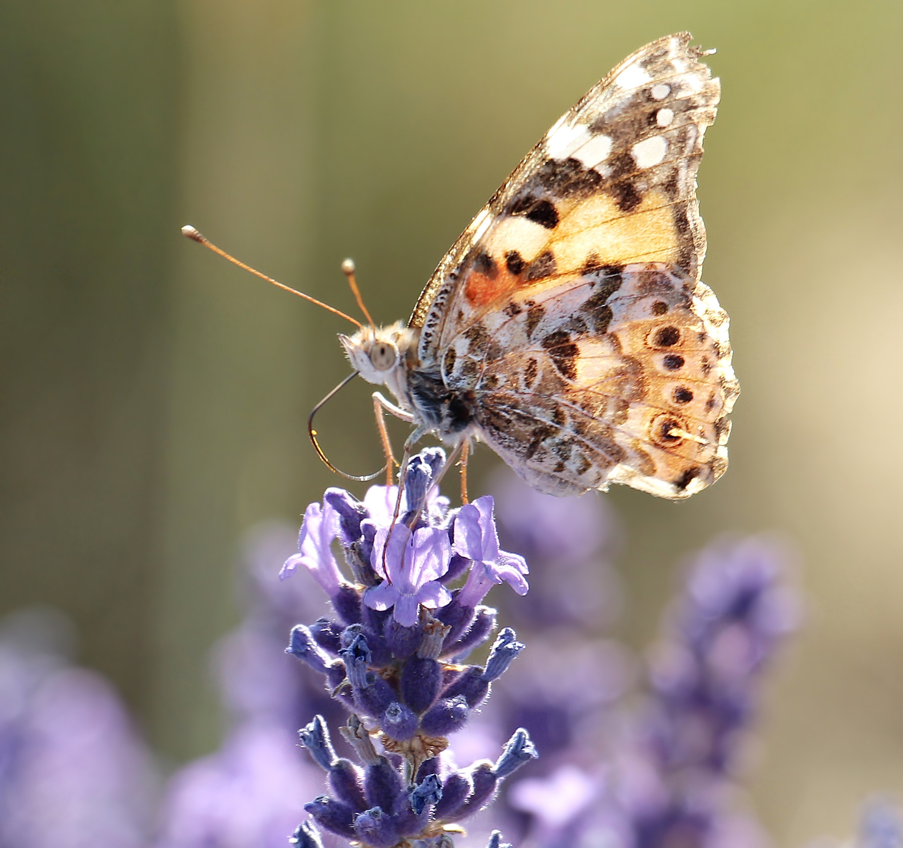 Lavender Butterfly Nature free image download