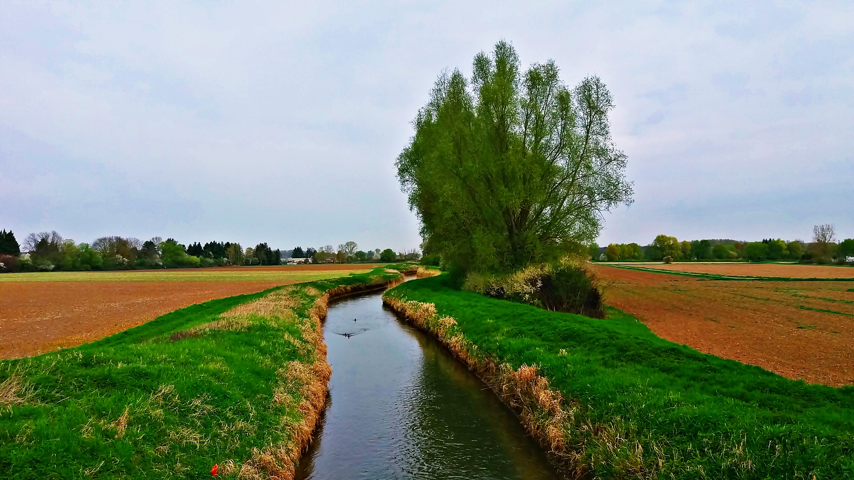 Landscape of Field Meadow scenery free image download
