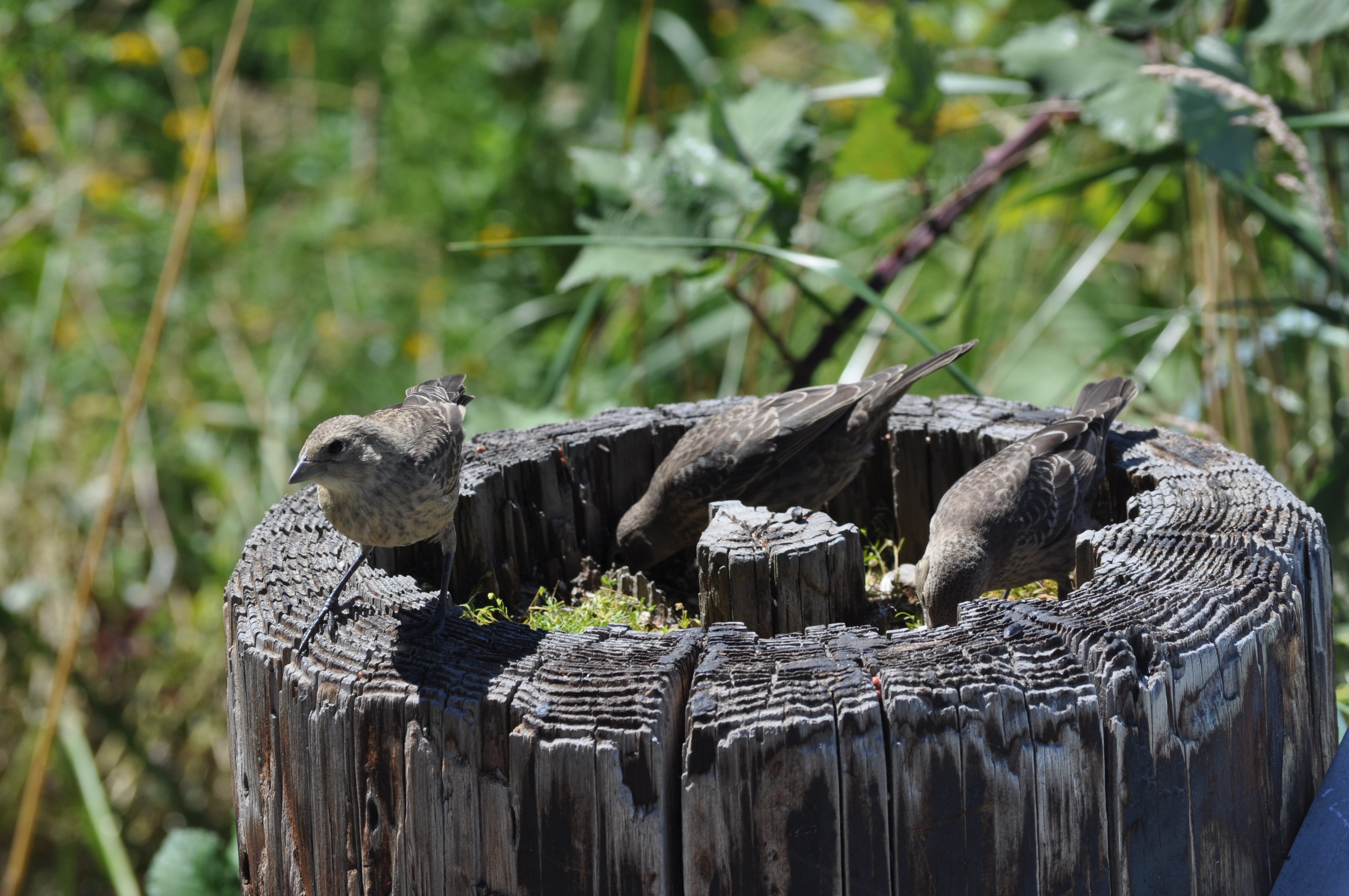 Birds on wood Log free image download