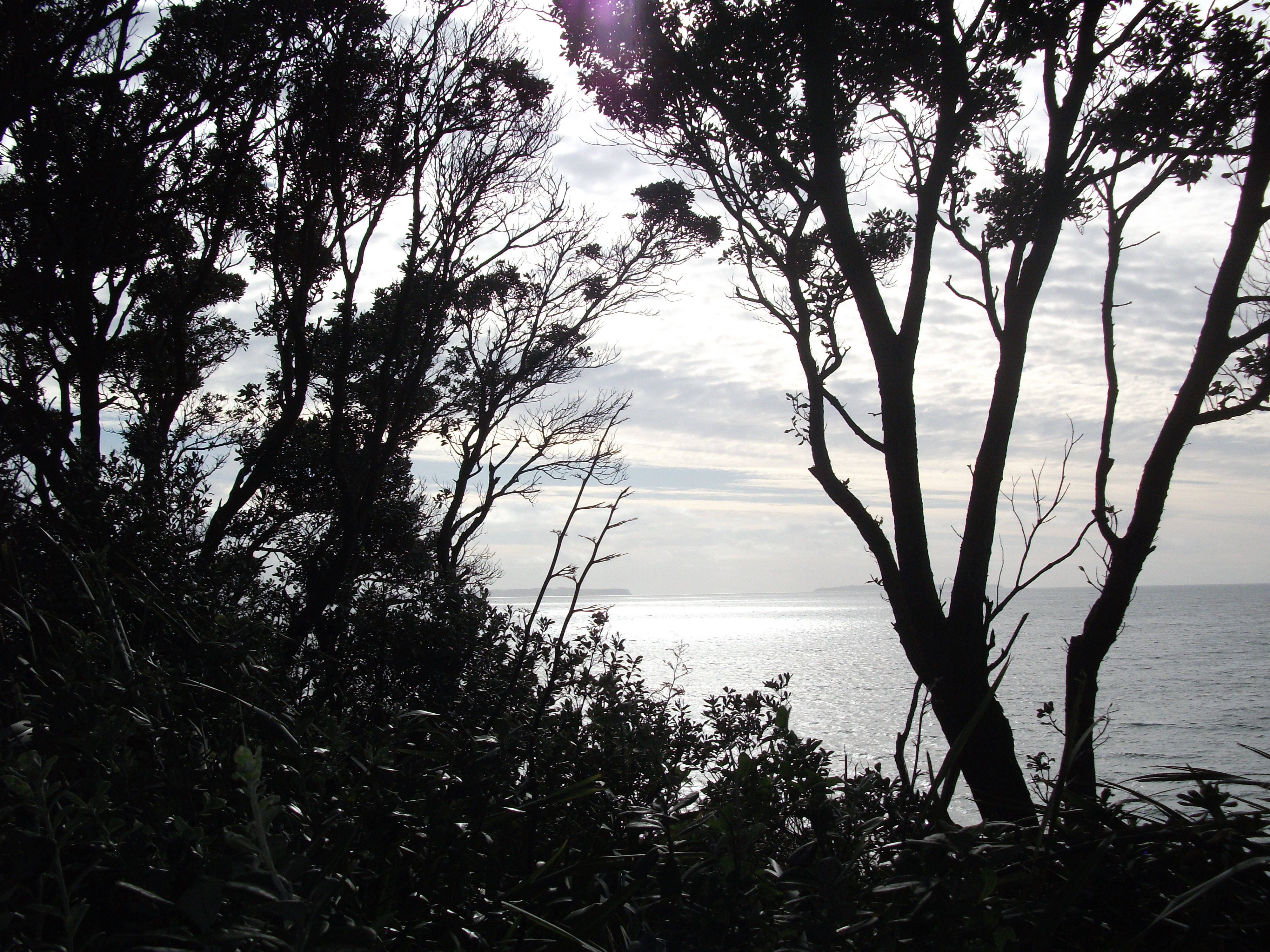 Trees Ocean Sea free image download