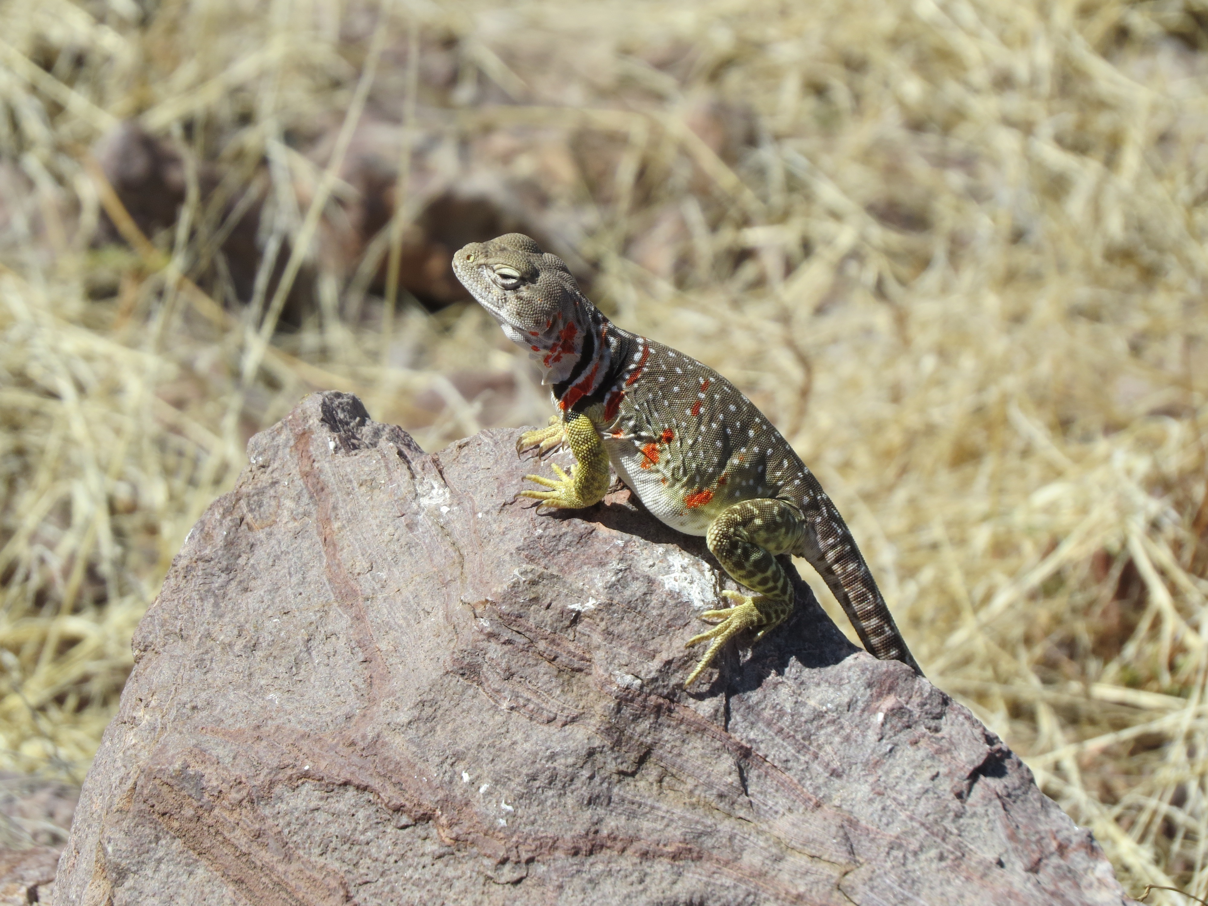 Lizard Reptile Colorful free image download
