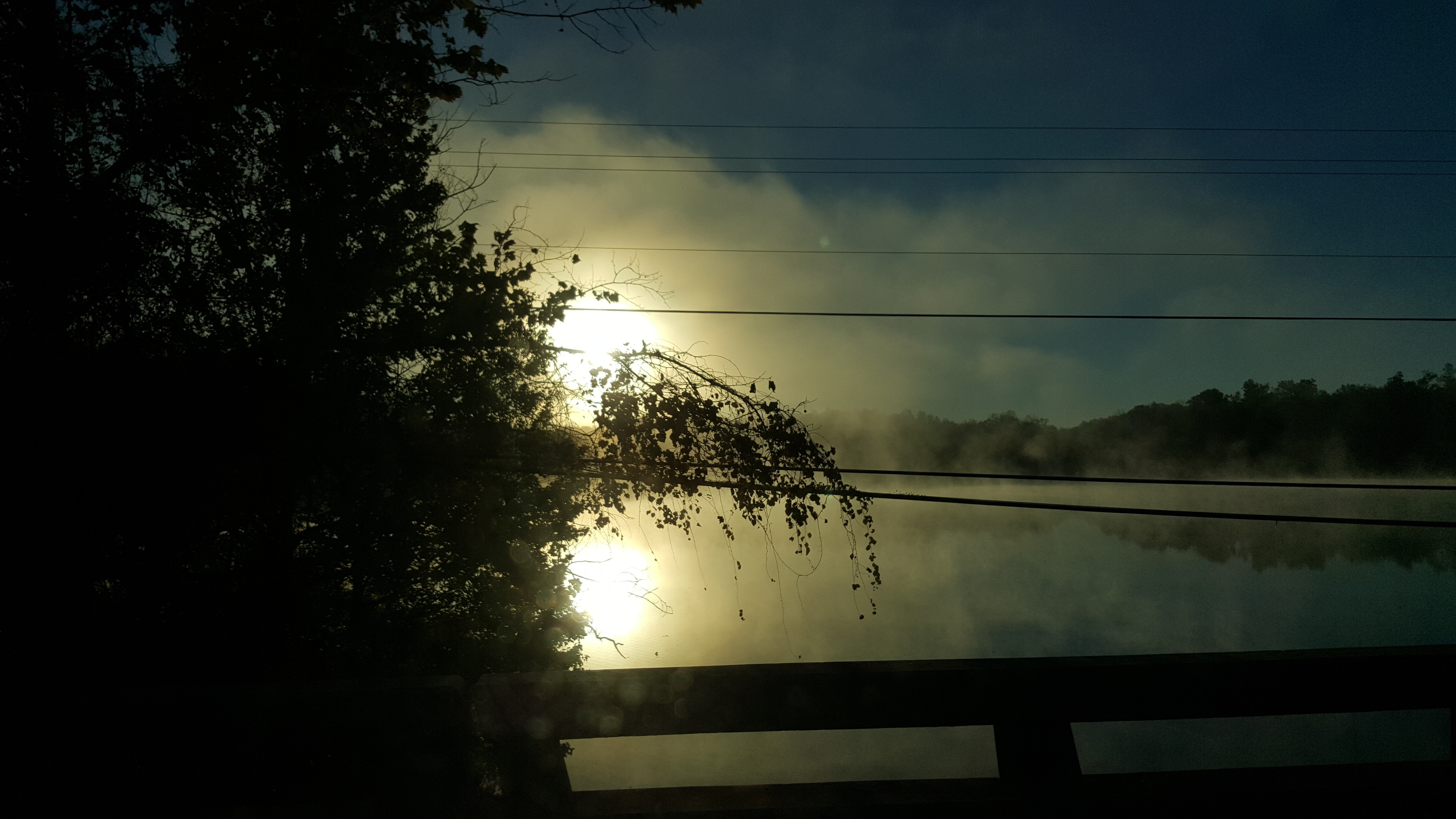 Morning Bushes Lake free image download