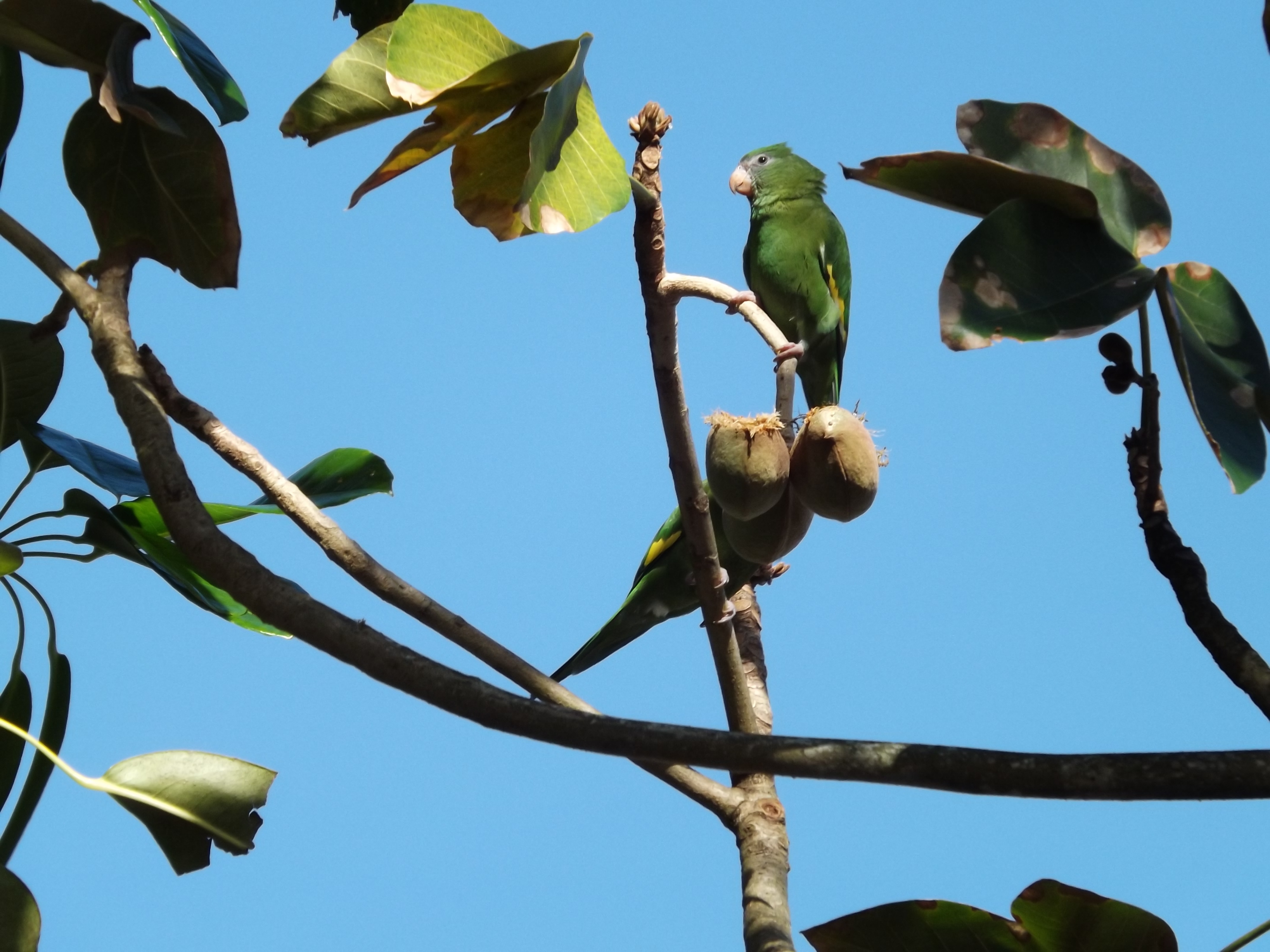 Parrot Nature Bird free image download