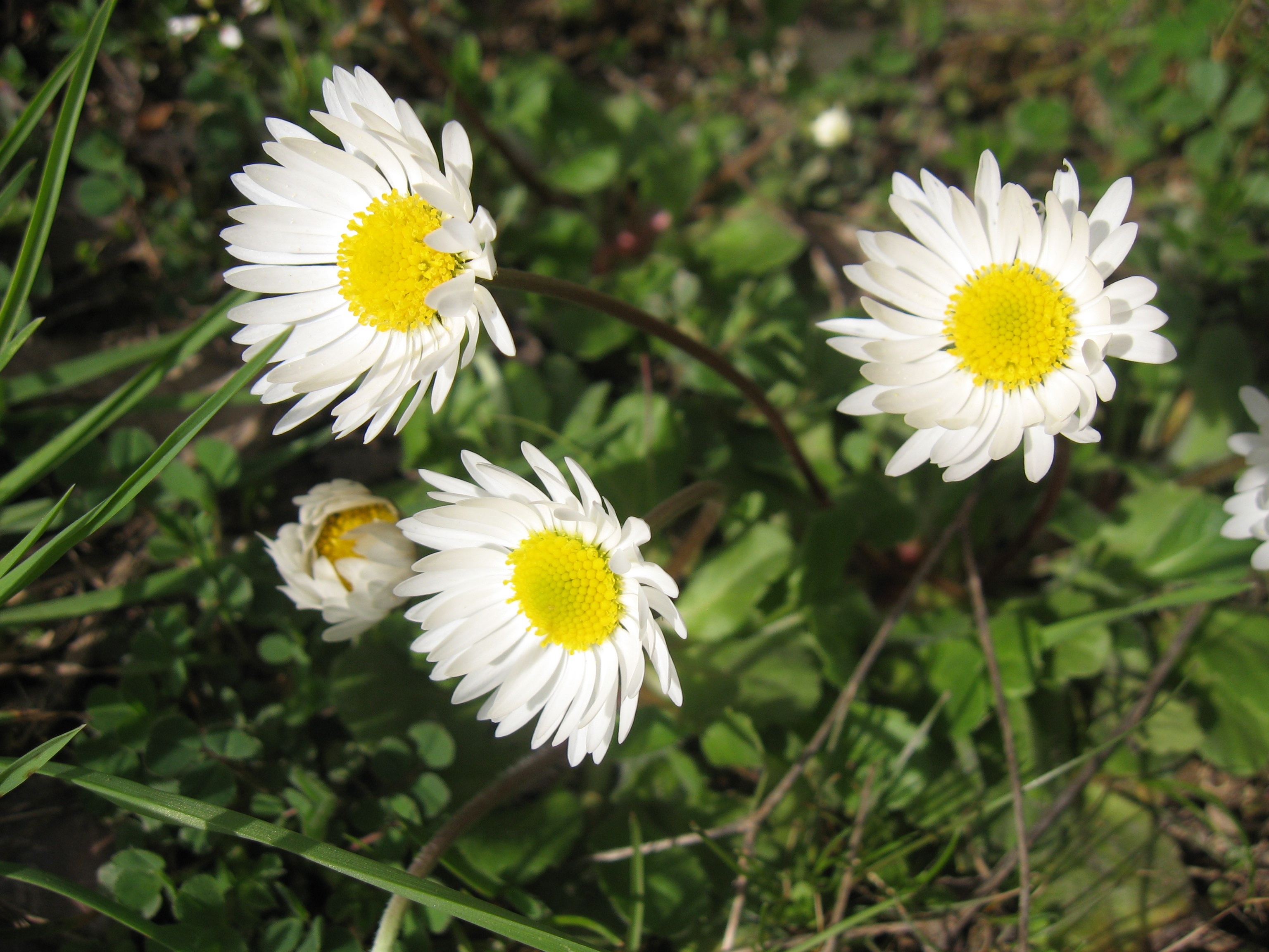 Daisy Flower Spring free image download
