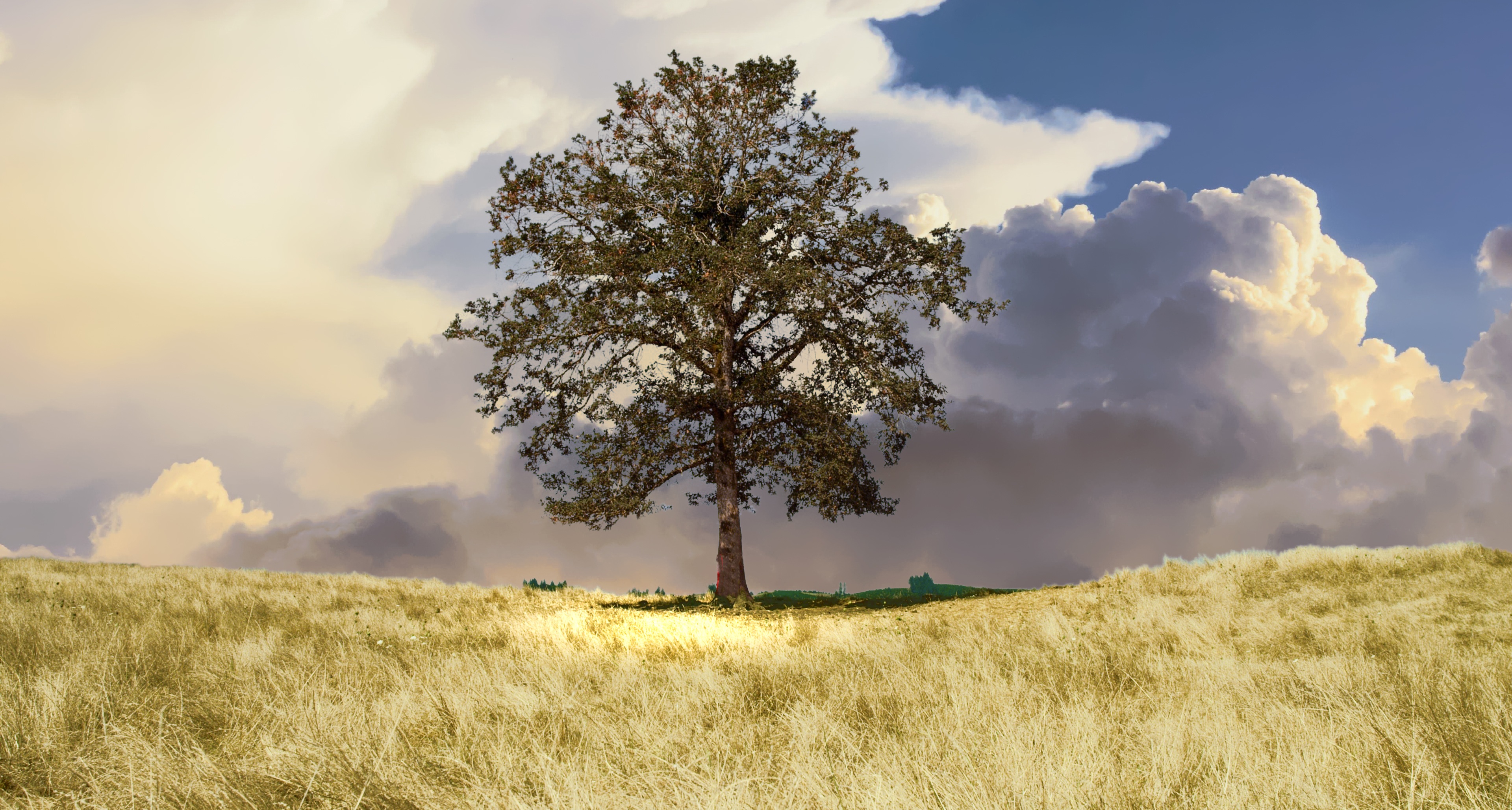 Tree Countryside Landscape free image download