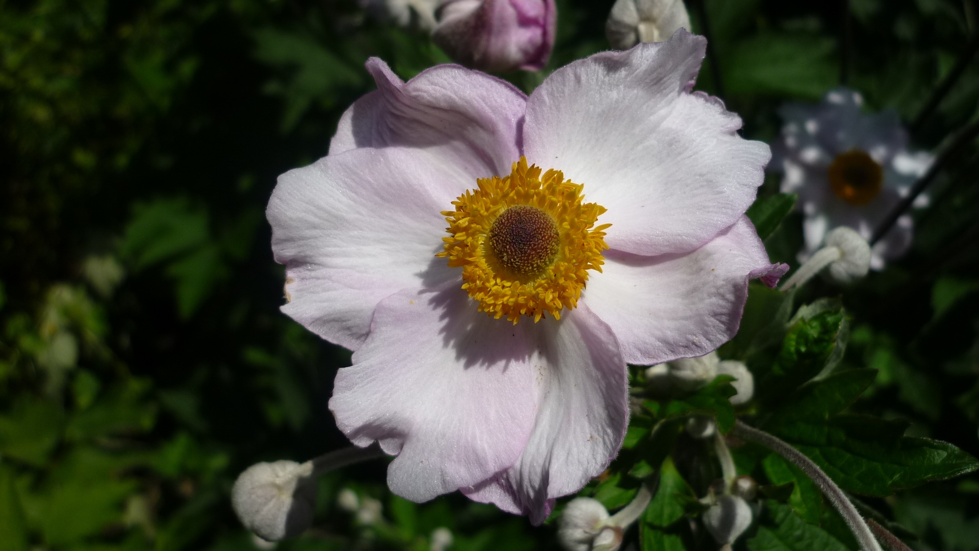 Japanese Anemone Bright Pink A Lot free image download