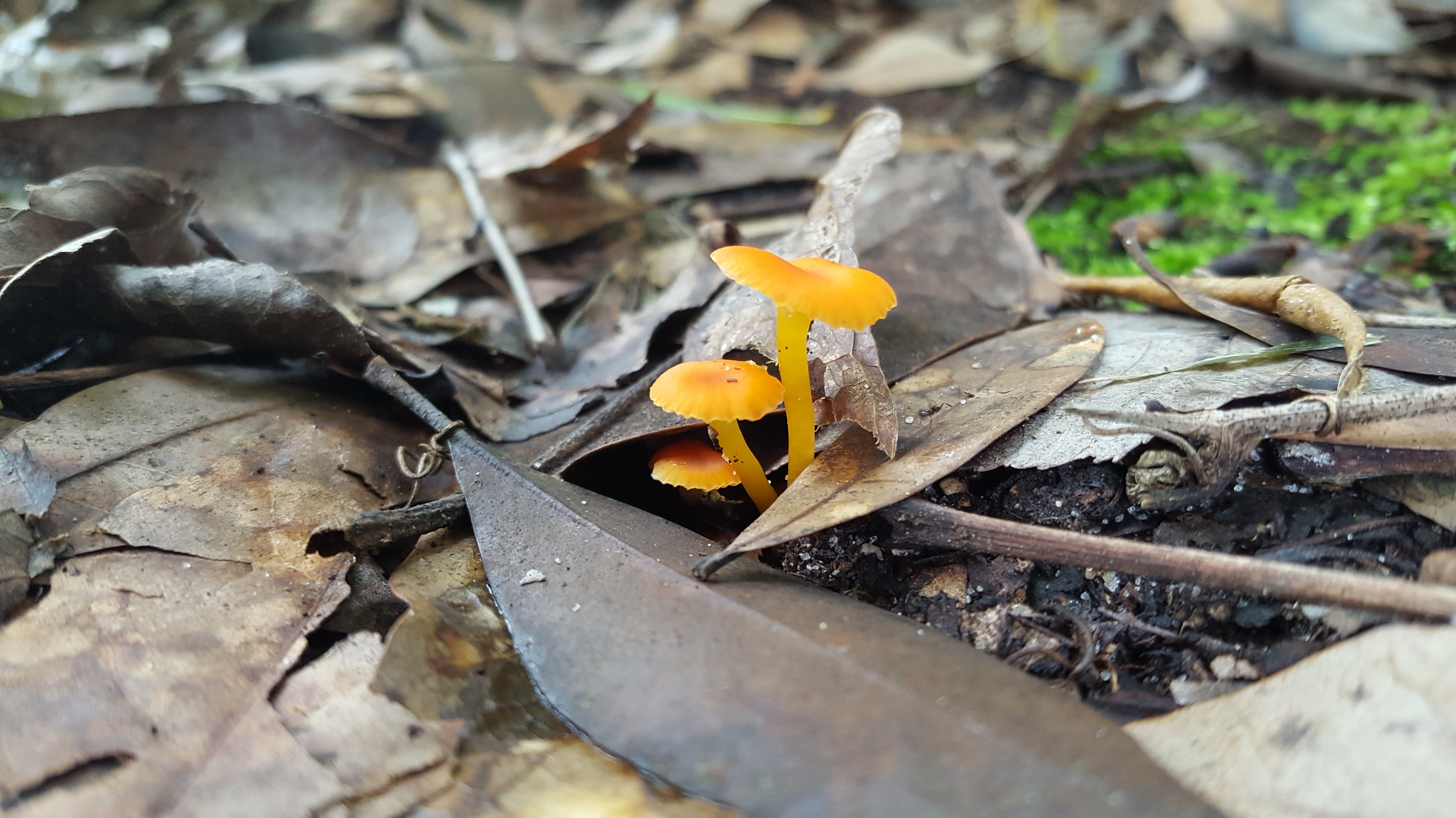 Small Orange free image download