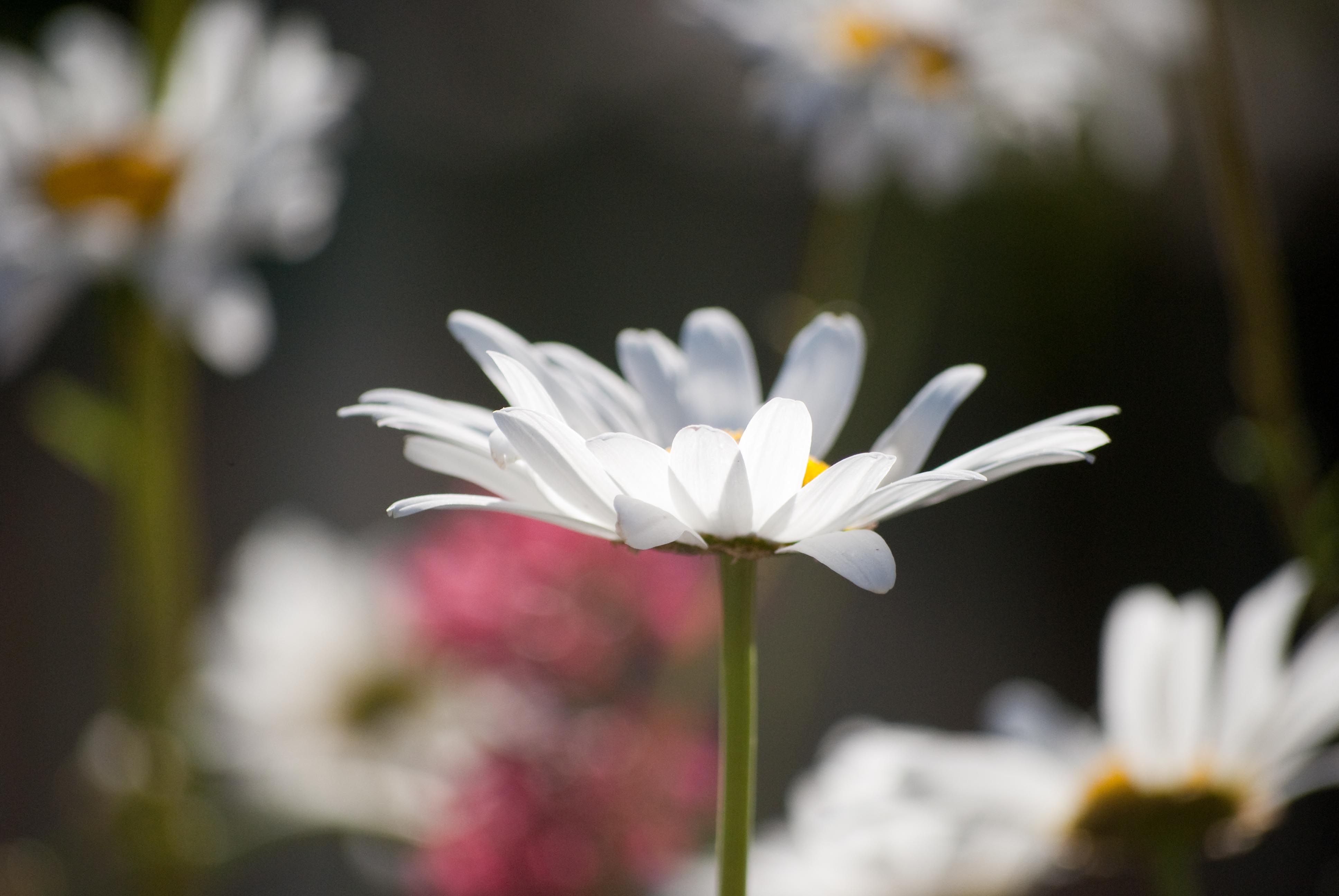 Flowers Margaret Nature free image download