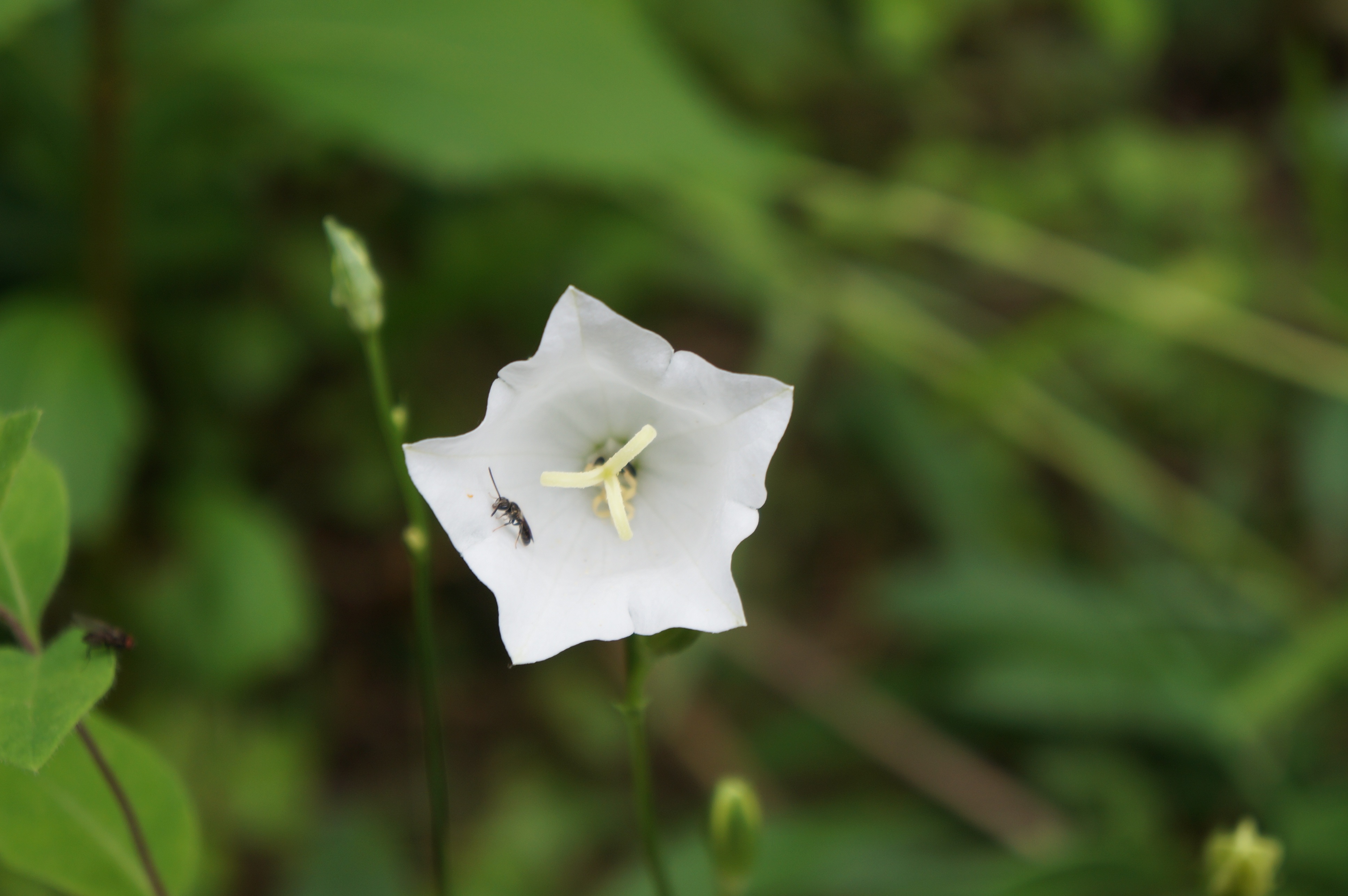 Blossom Bloom Weis free image download