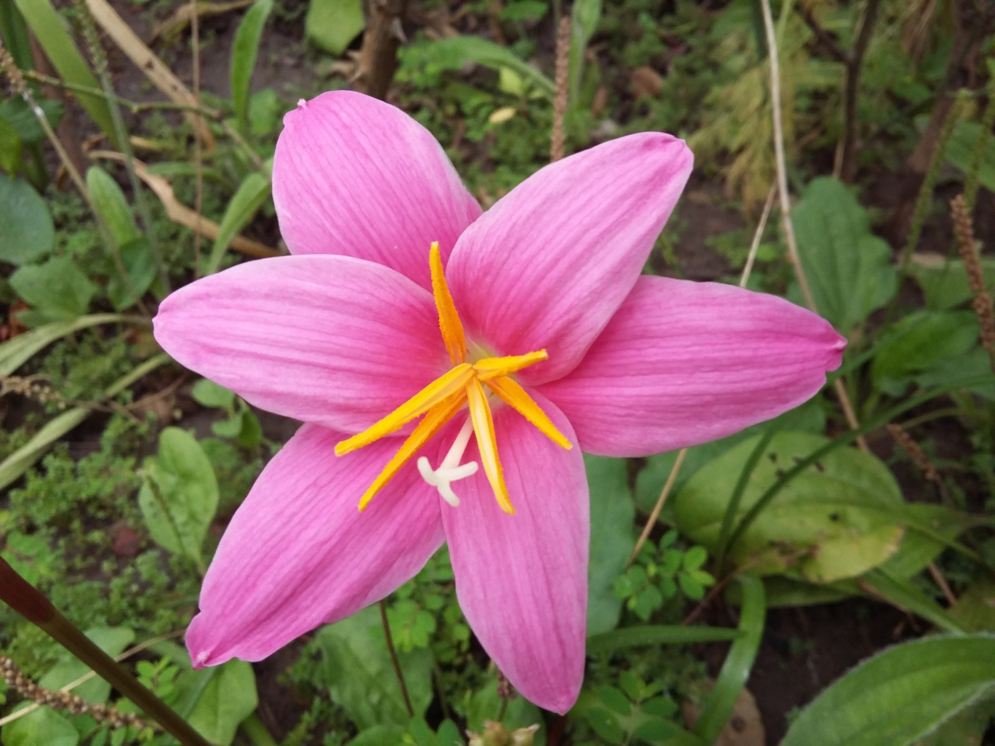 Flower Wild Pink free image download