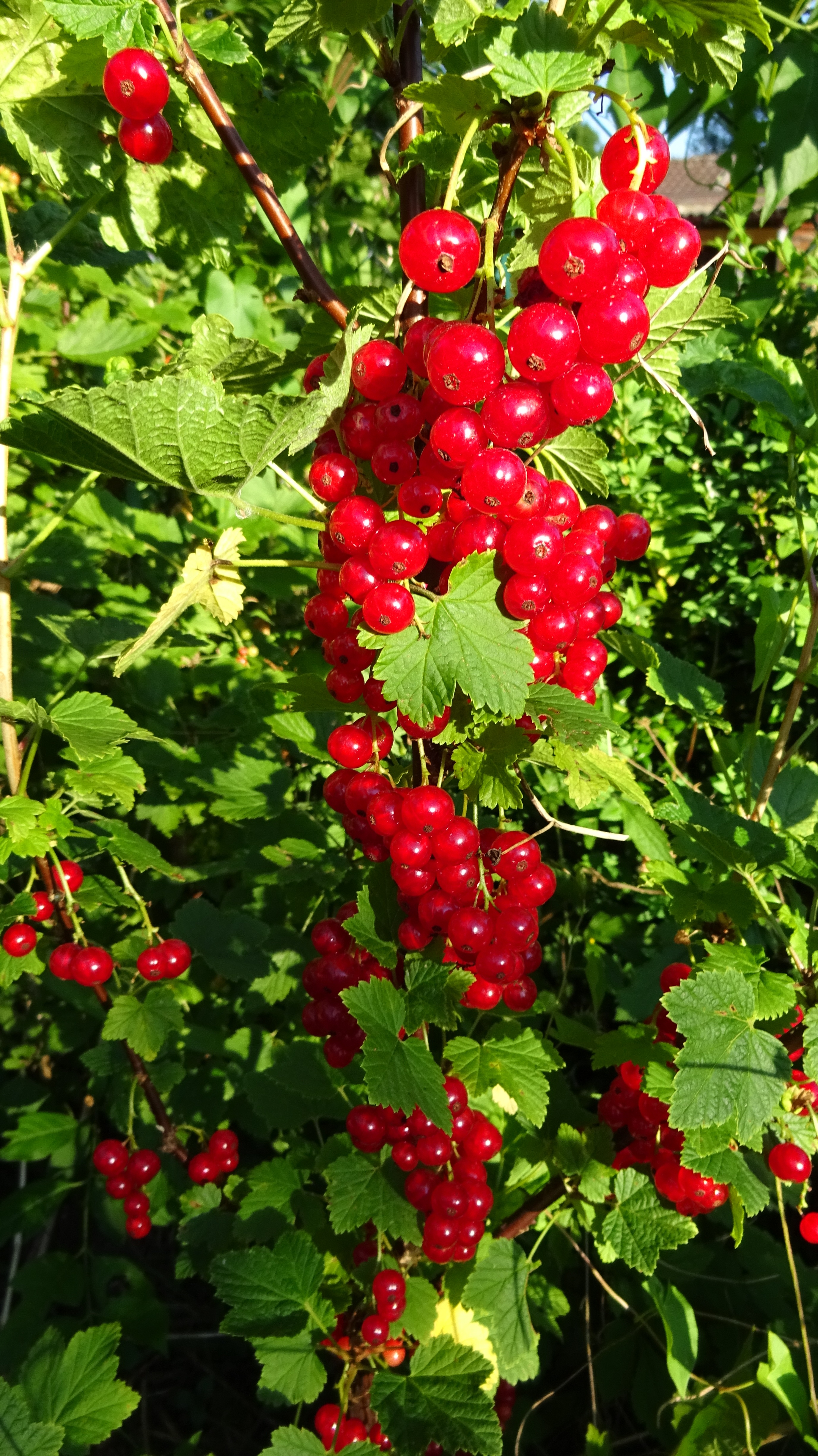 Currants Red Currant free image download