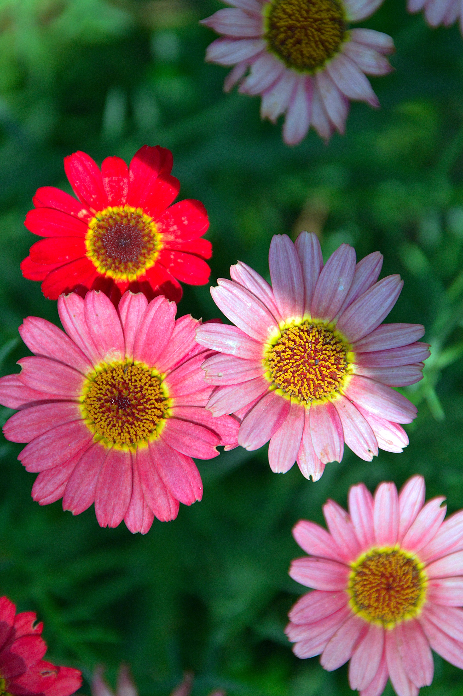 Flower Summer Petal free image download