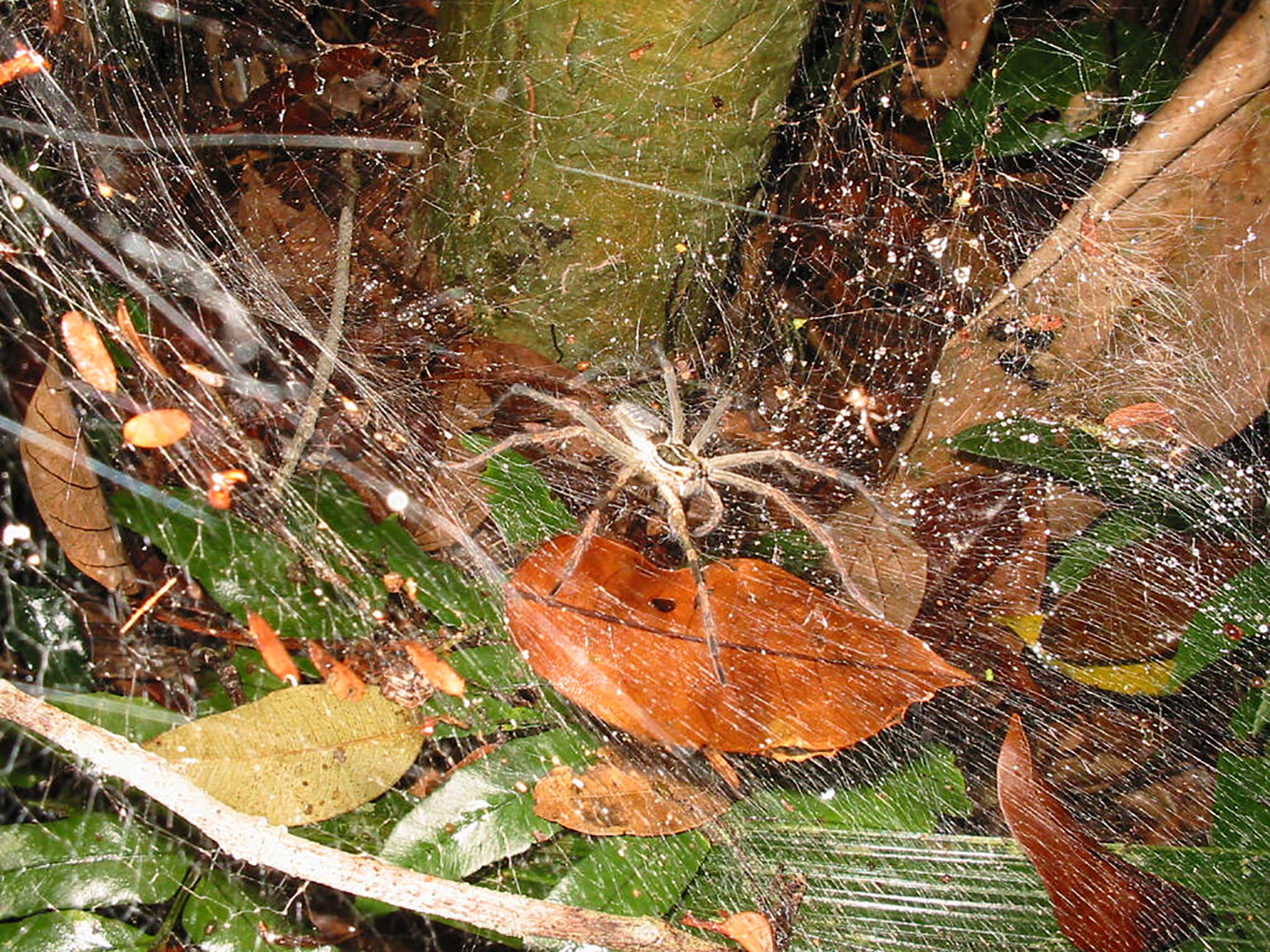Spider Web Arachnid free image download