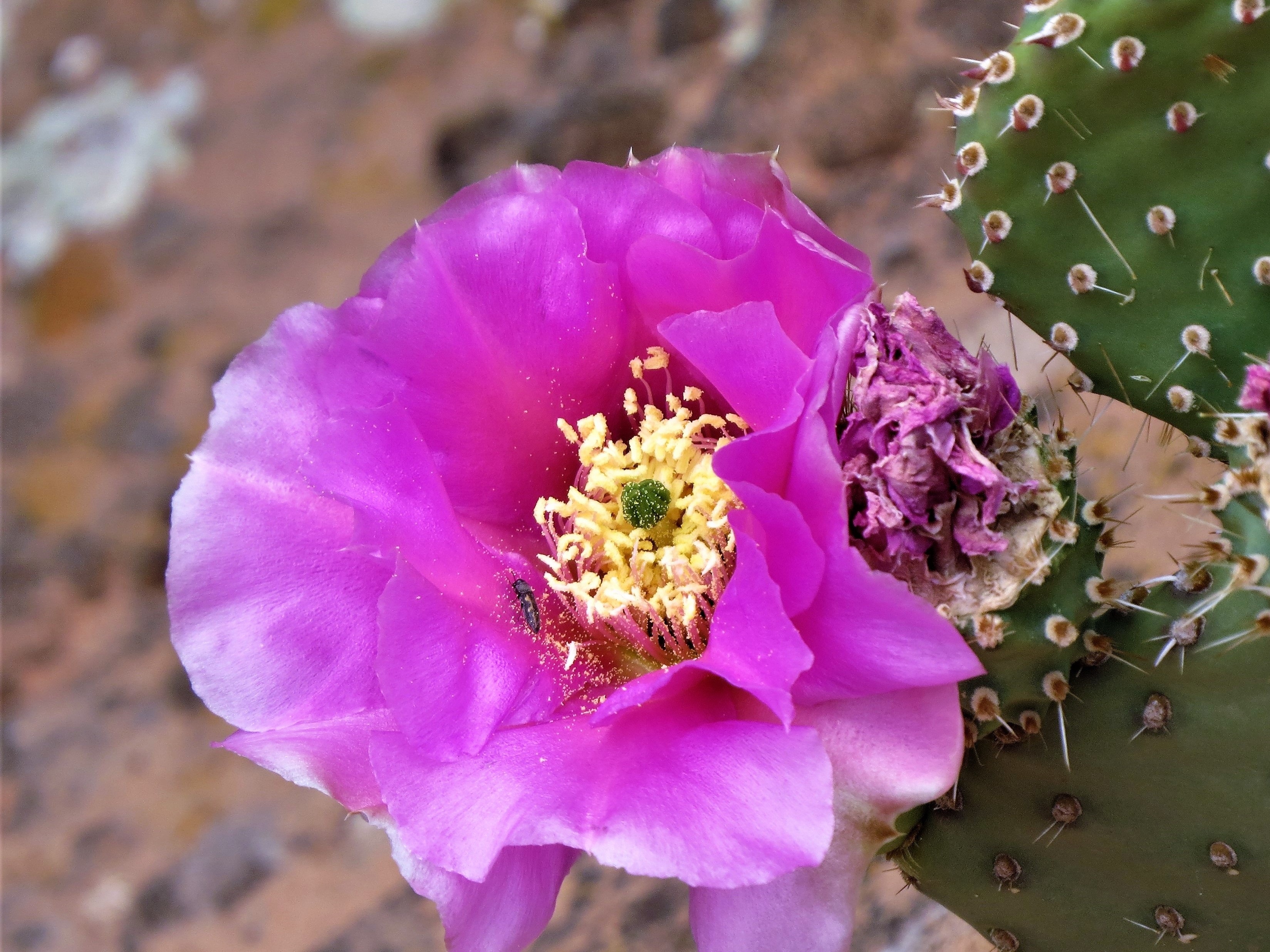 Deep Pink Cactus Hiking free image download