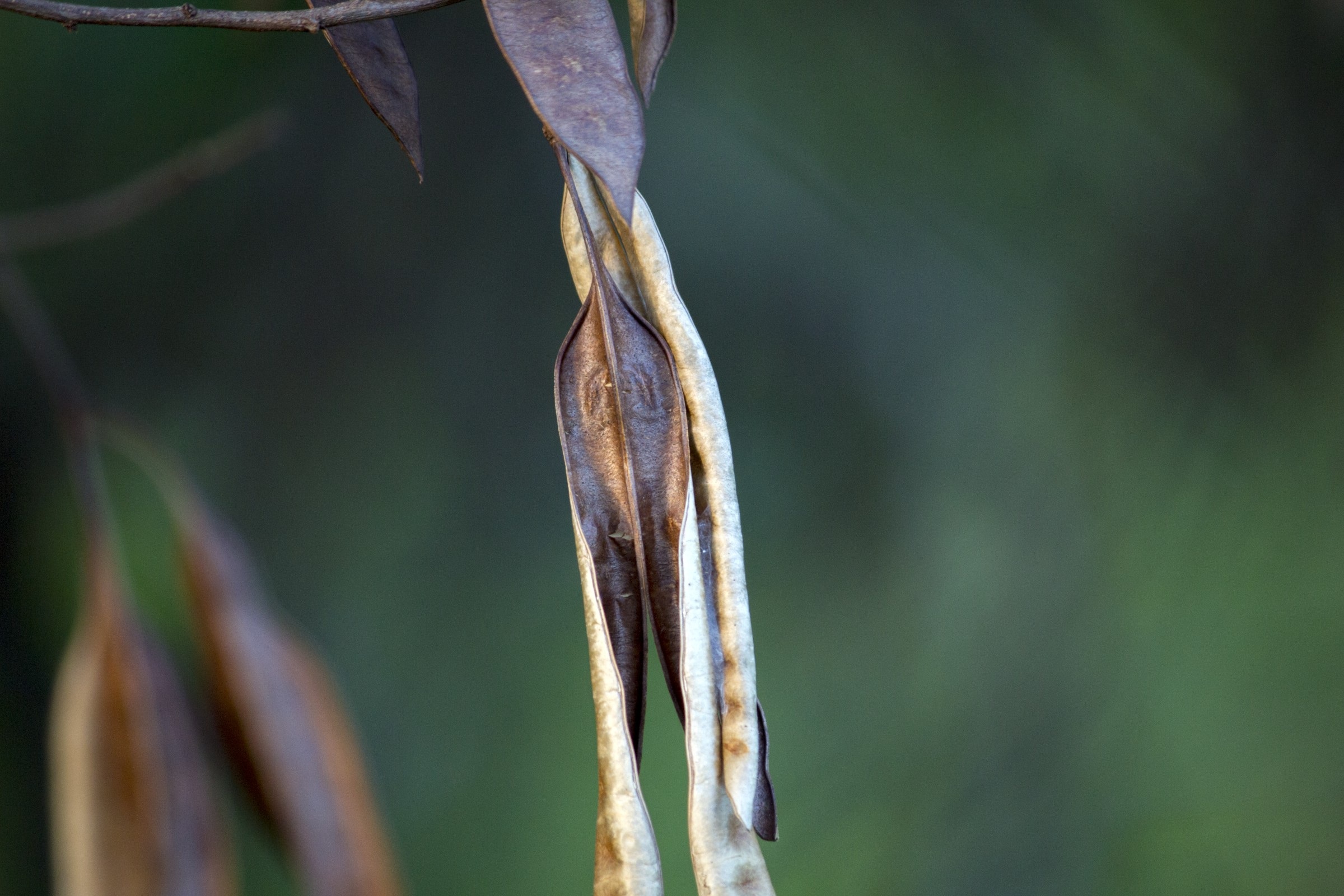 Seed Tree With Dry Leaf free image download