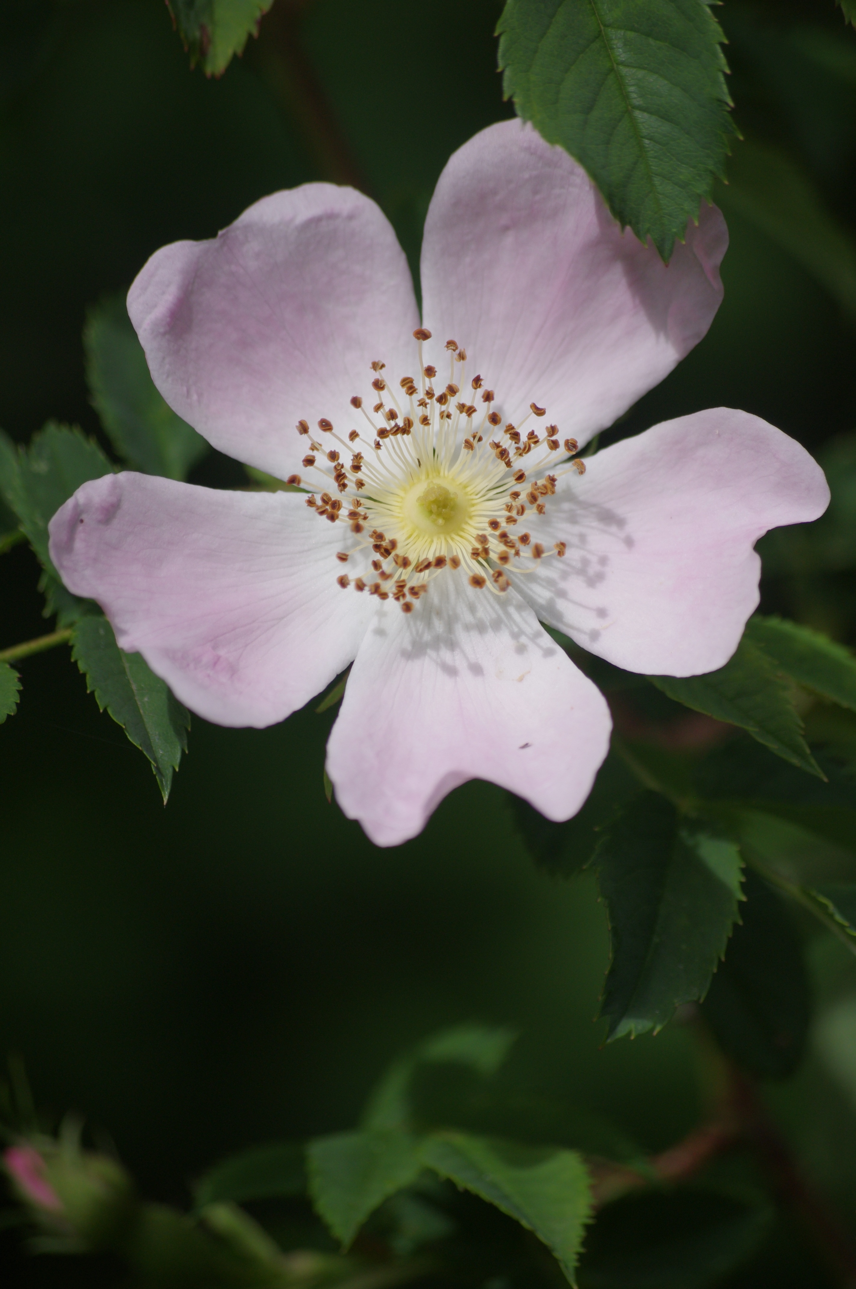Eglantine Flowers free image download