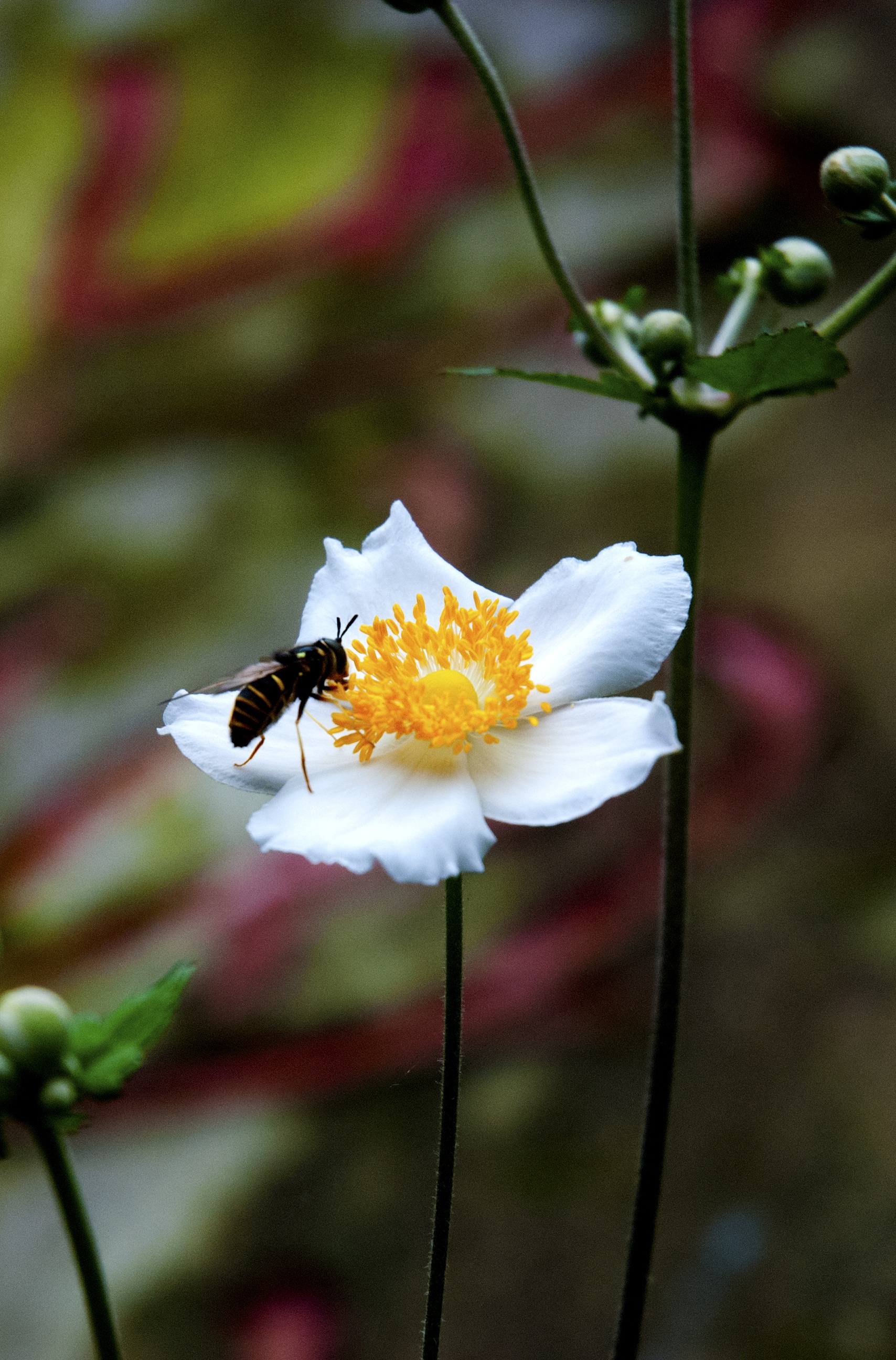 Natural Flower free image download