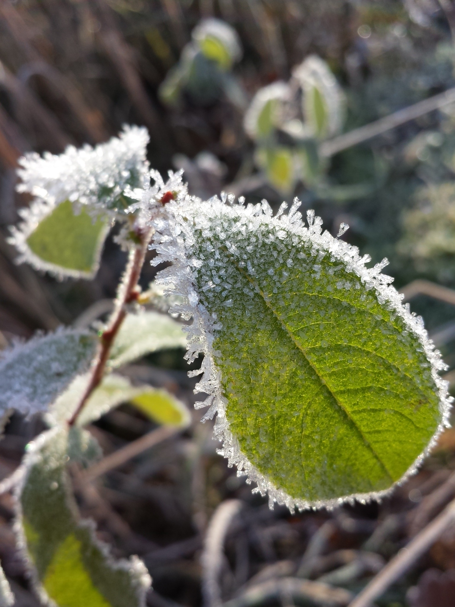 Winter Frost macro blur free image download
