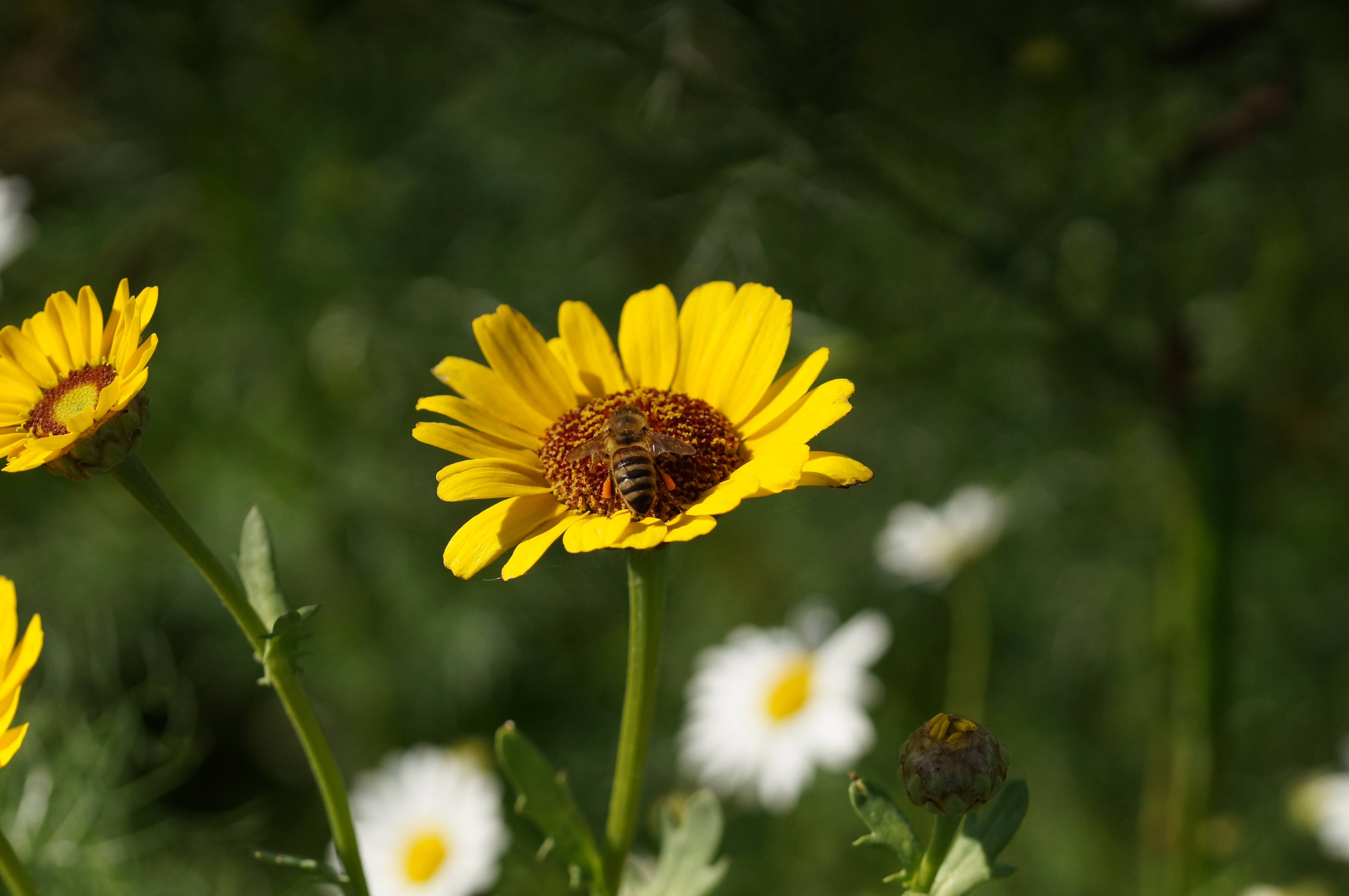 Bee Flower Yellow free image download