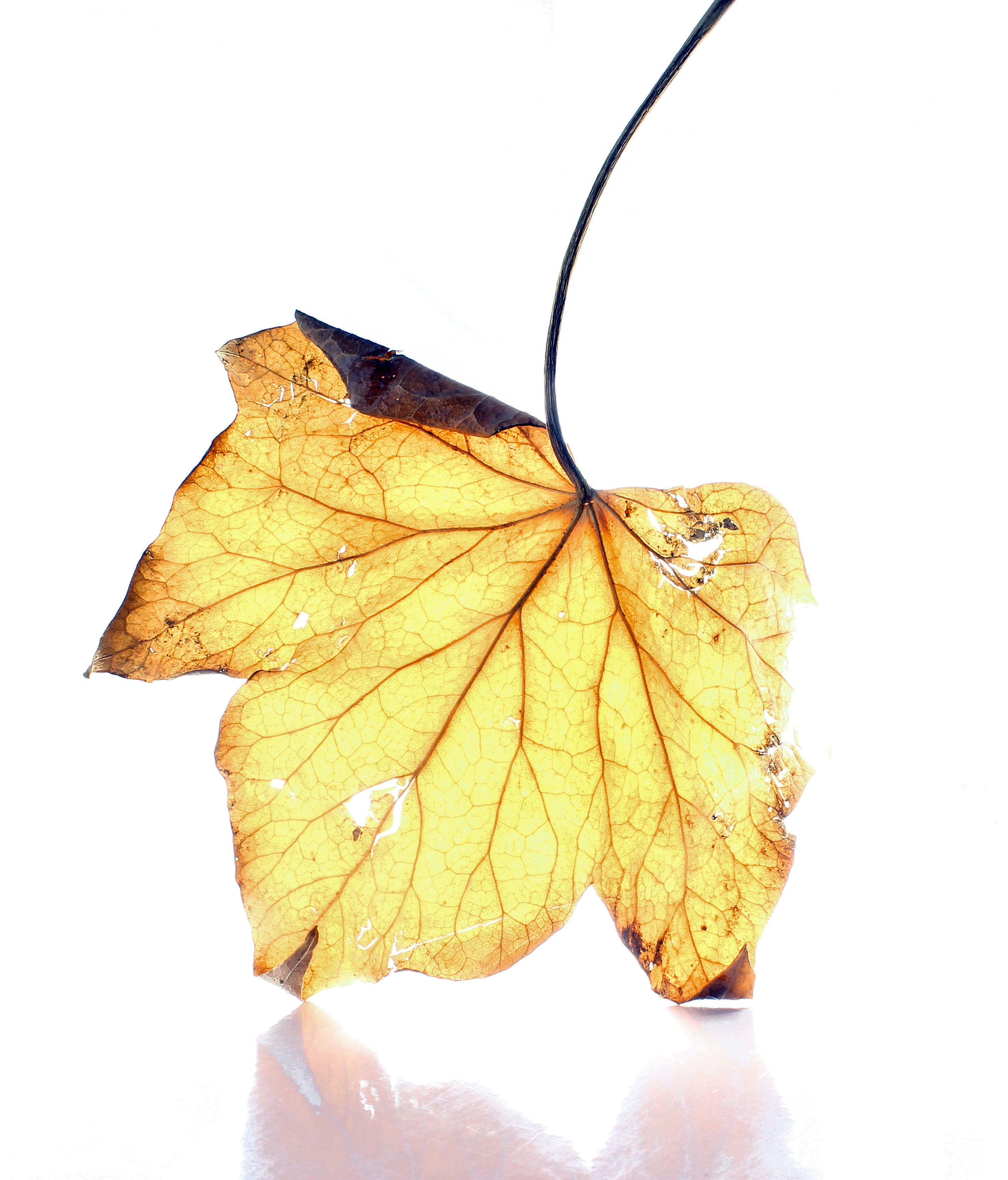 Dead Leaf White Background Light free image download