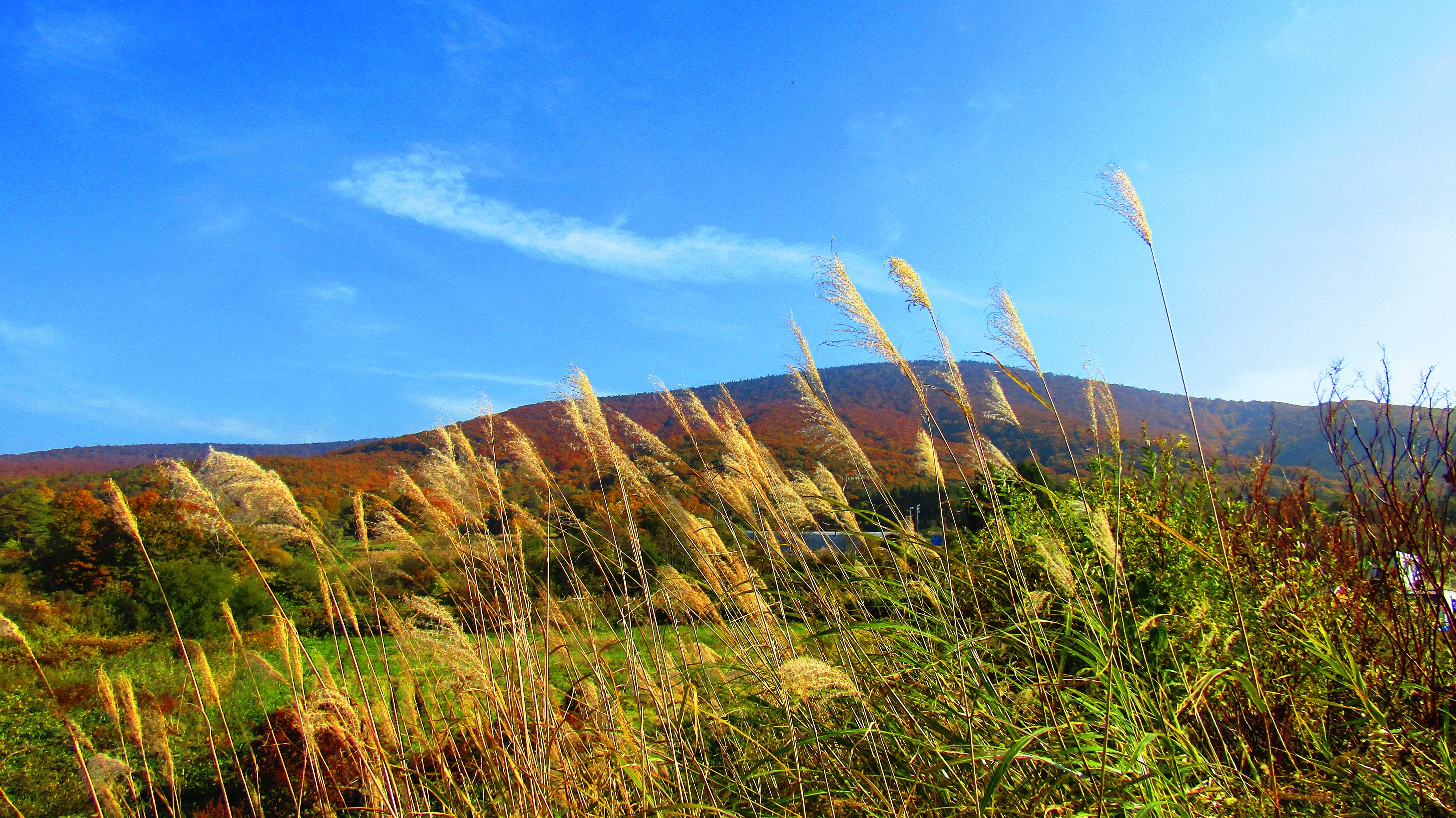 Fall Japan Blue Sky Landscape free image download