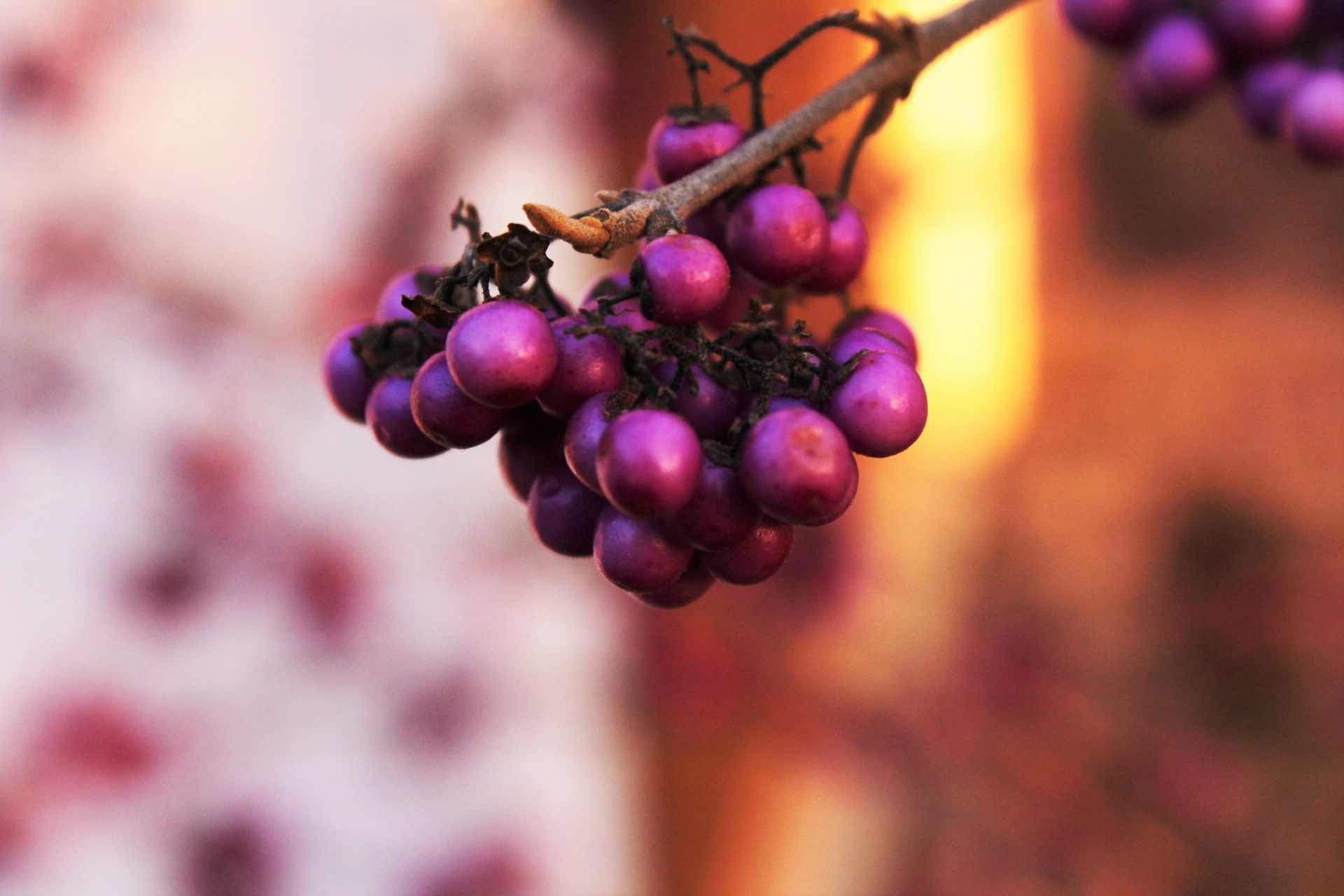 Wild Berries Fruit Red free image download