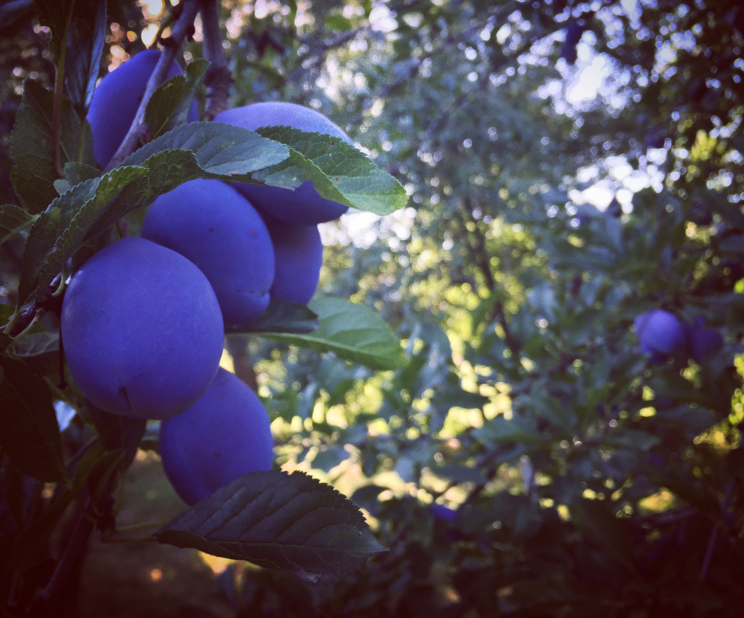 Plum Nature Fruit free image download