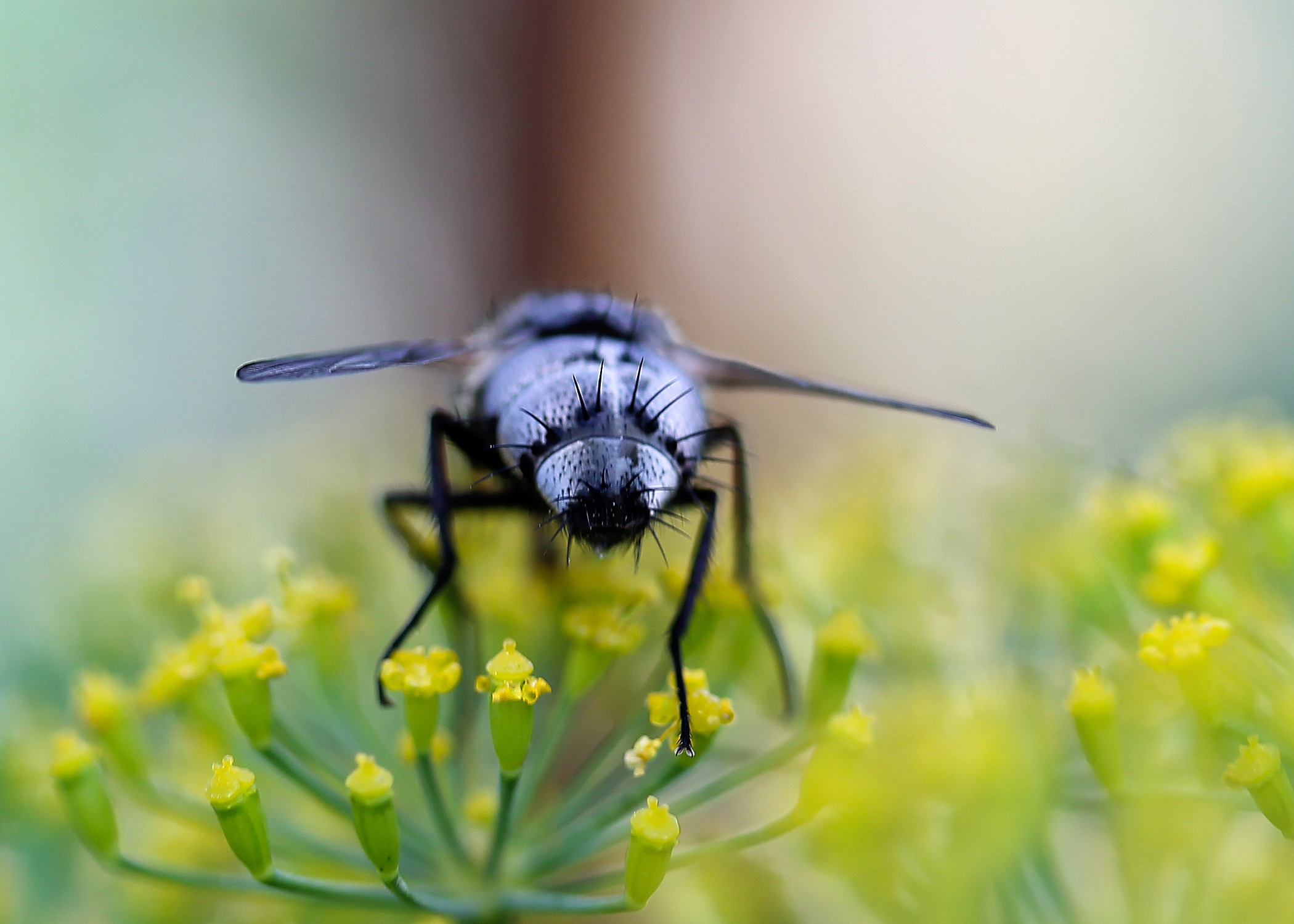 Macro view of Fly Insect on flower free image download
