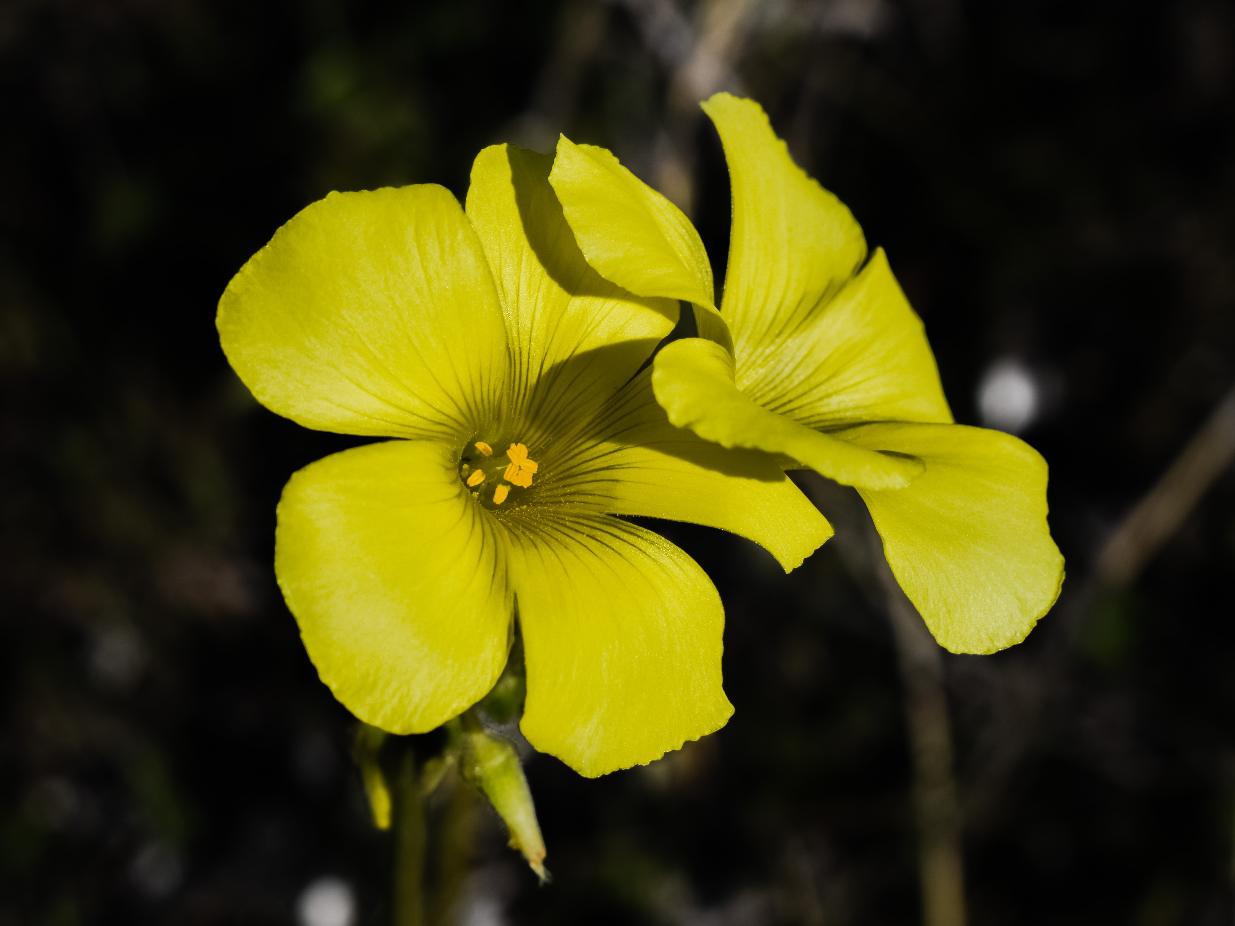 Wildflower Yellow Nature free image download