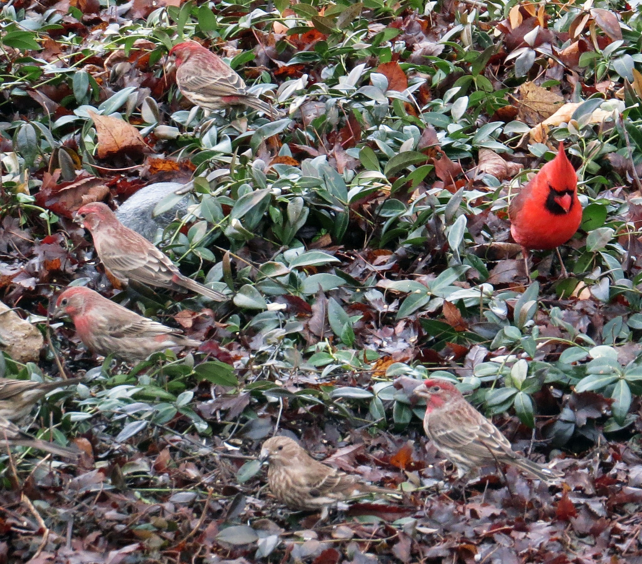 Cardinal Birds free image download