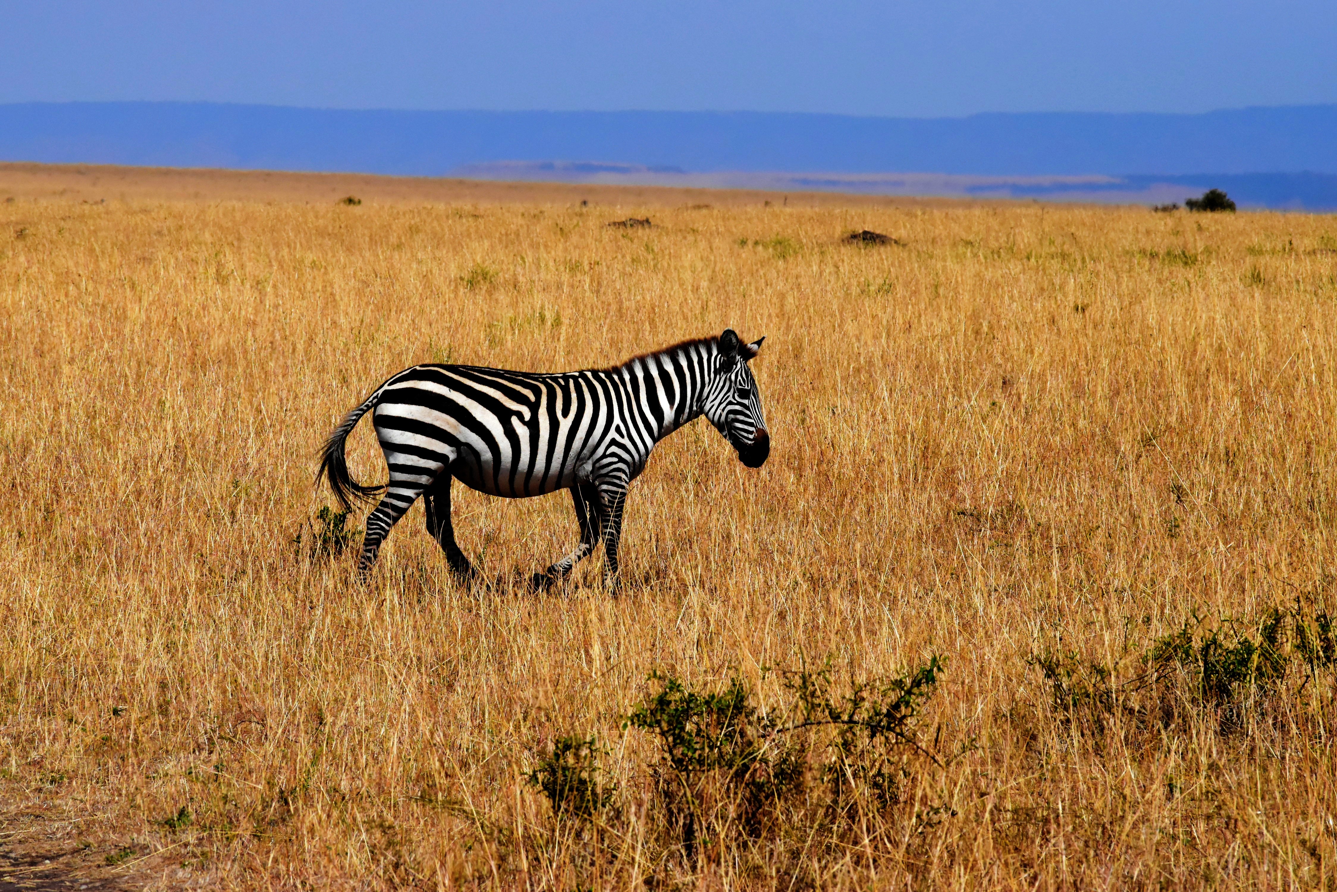 Zebra Wildlife Africa free image download