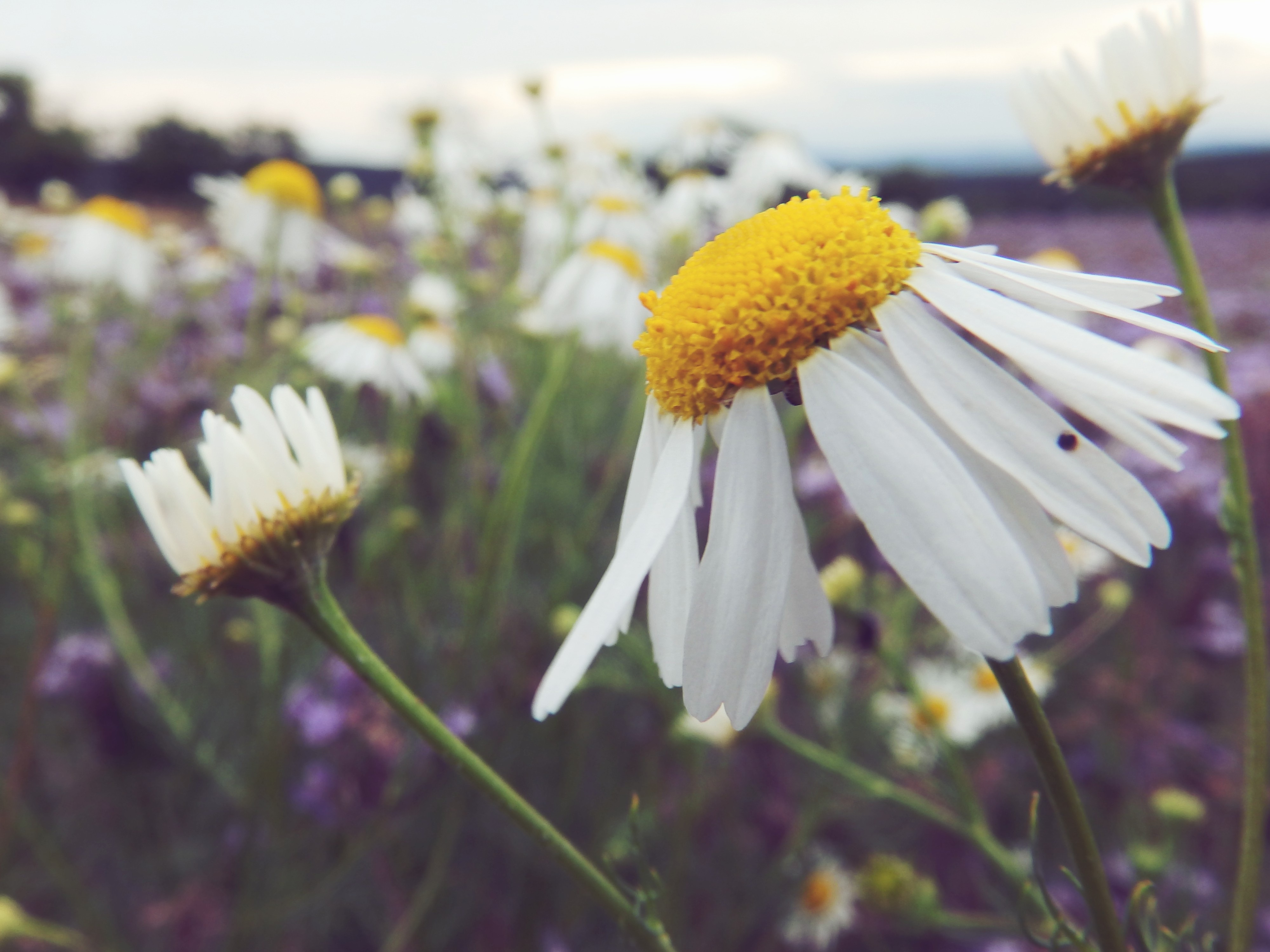 Daisy Summer Macro free image download