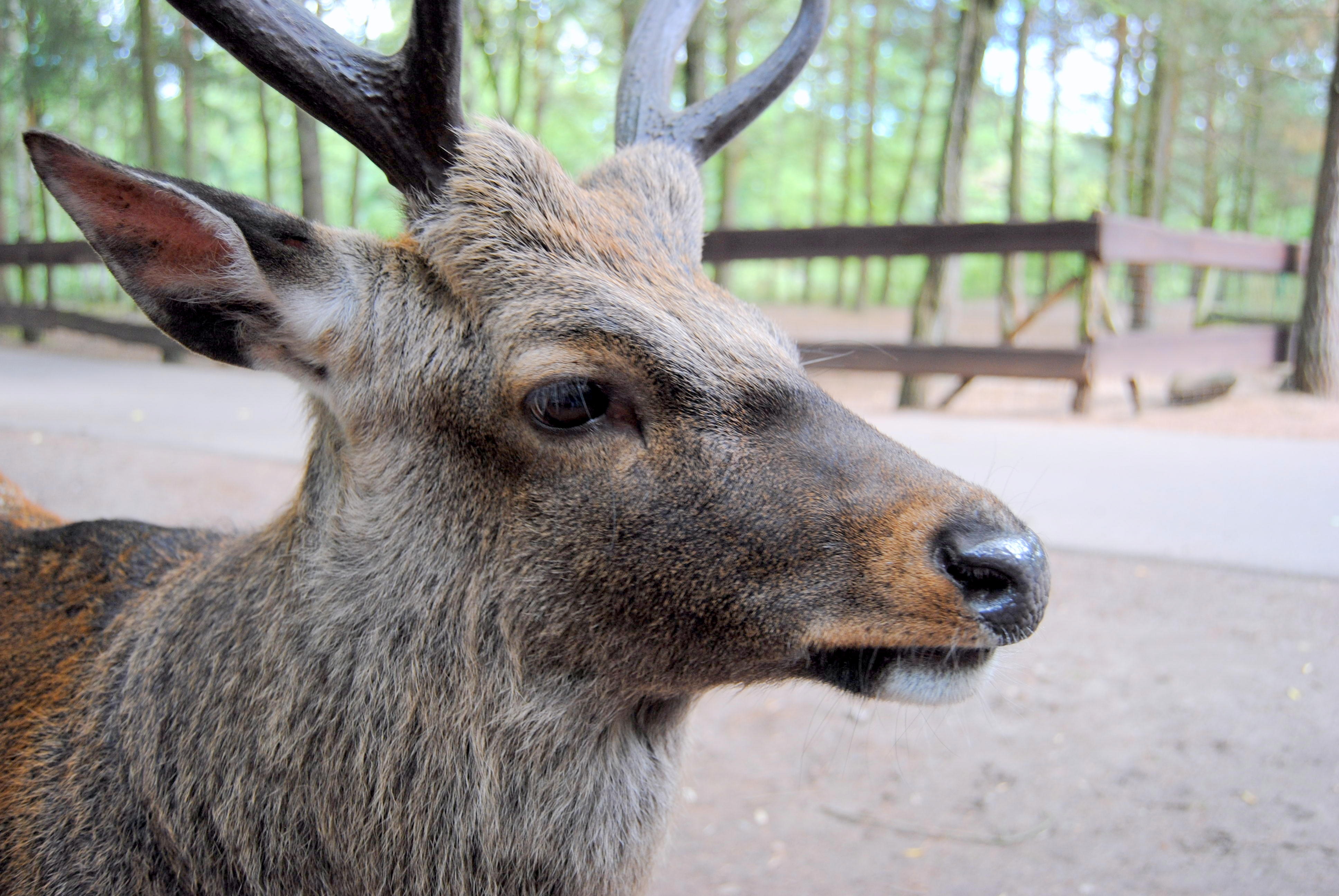 Zoo Hirsch Wild free image download