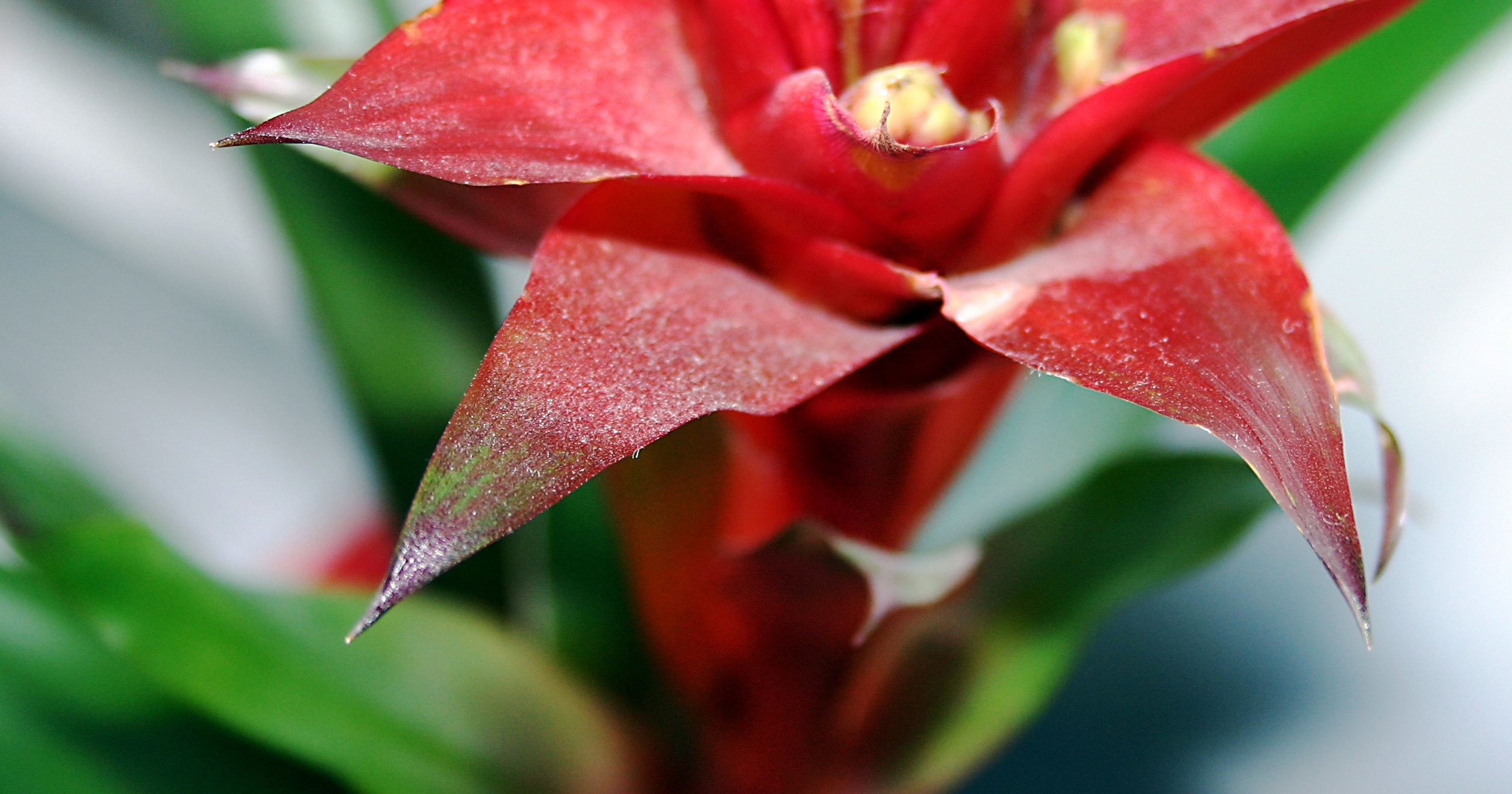 Red and Green Flower macro view free image download