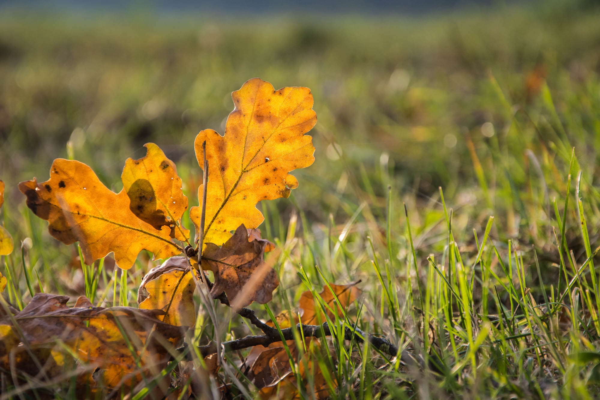 Fall Leaf Golden Autumn free image download