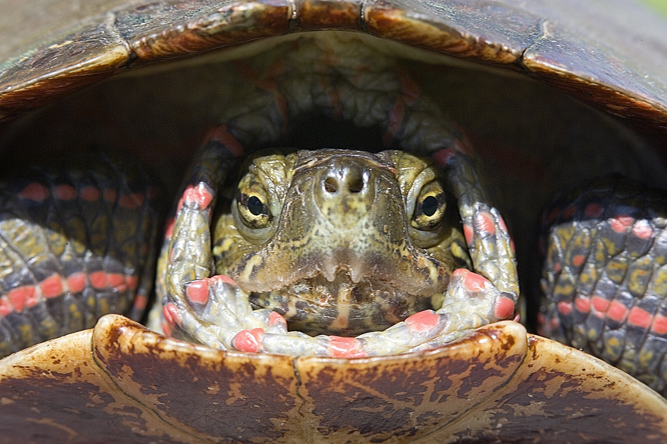 Painted Turtle Portrait Reptile free image download