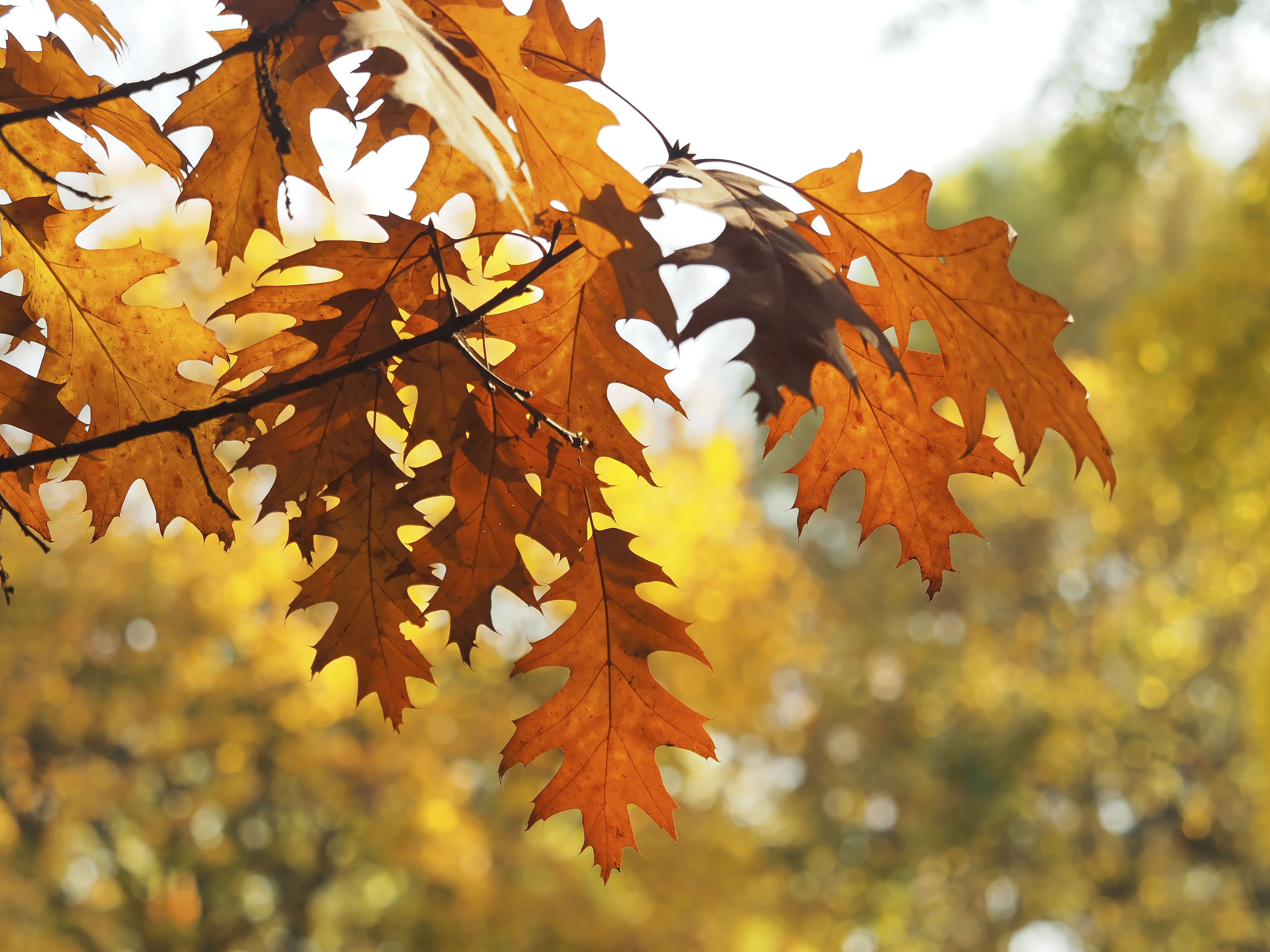 Leaves Oak Autumn Dead free image download