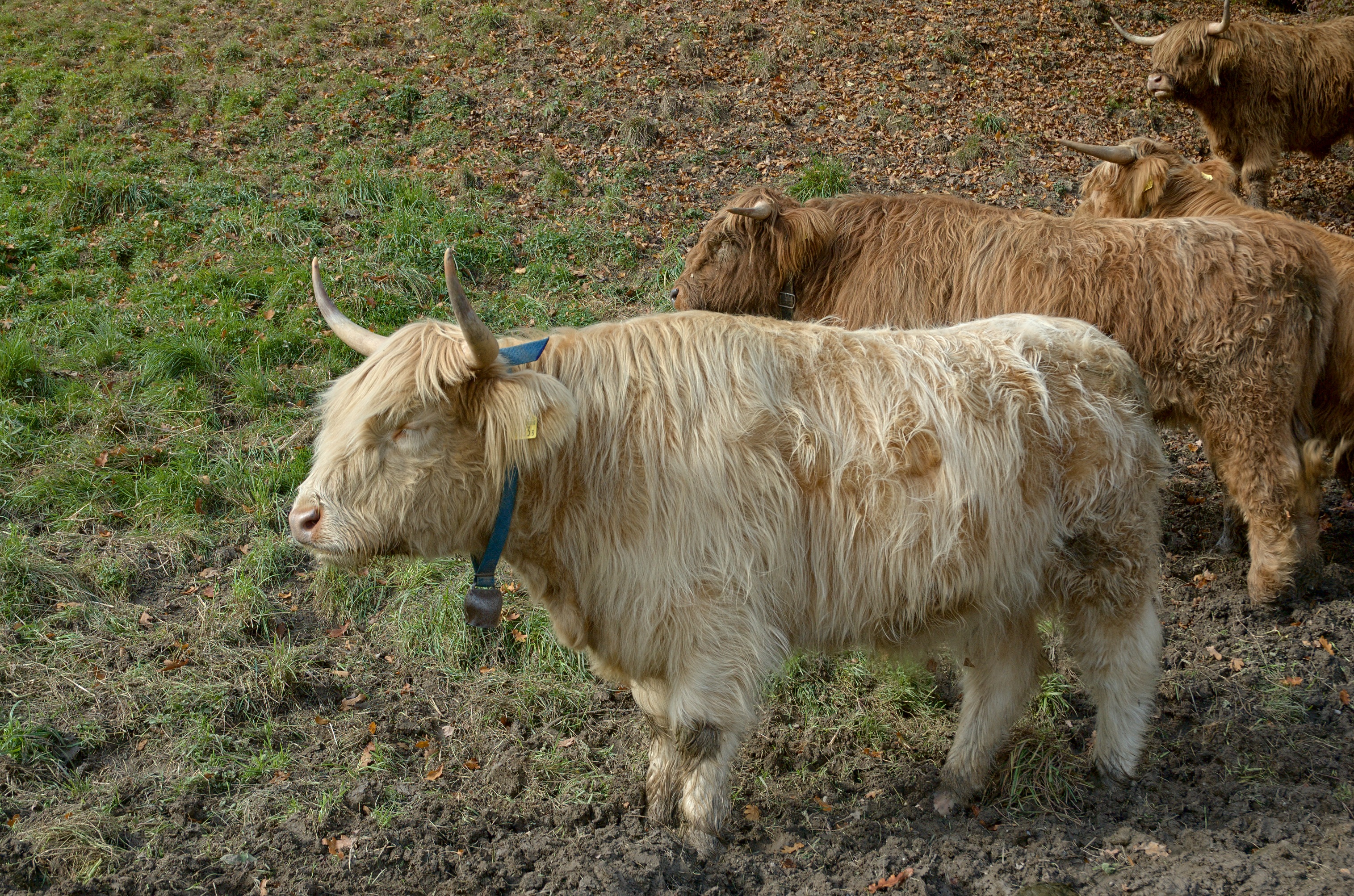 Highland Beef Cow free image download