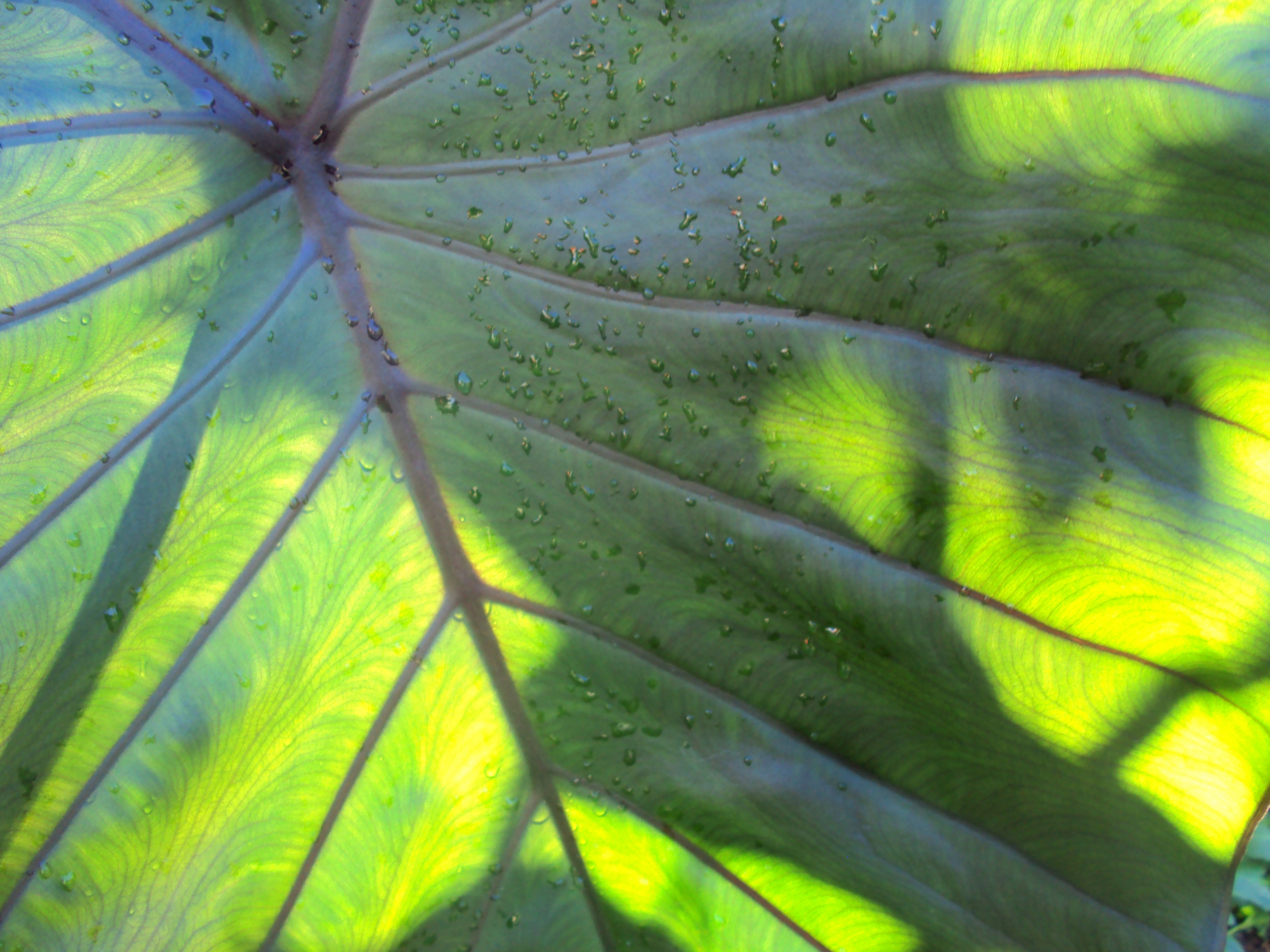 Leaf Green Nature free image download