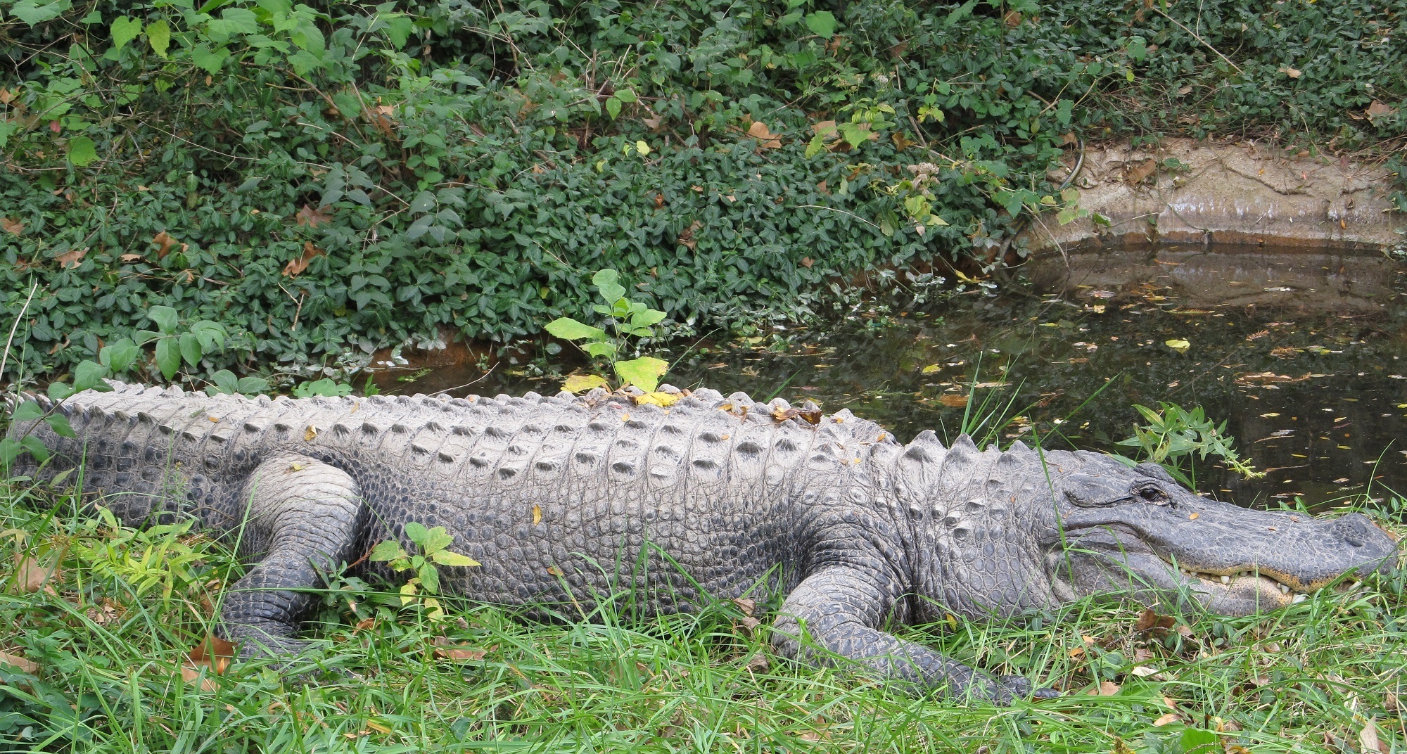 Alligator Water Looking free image download