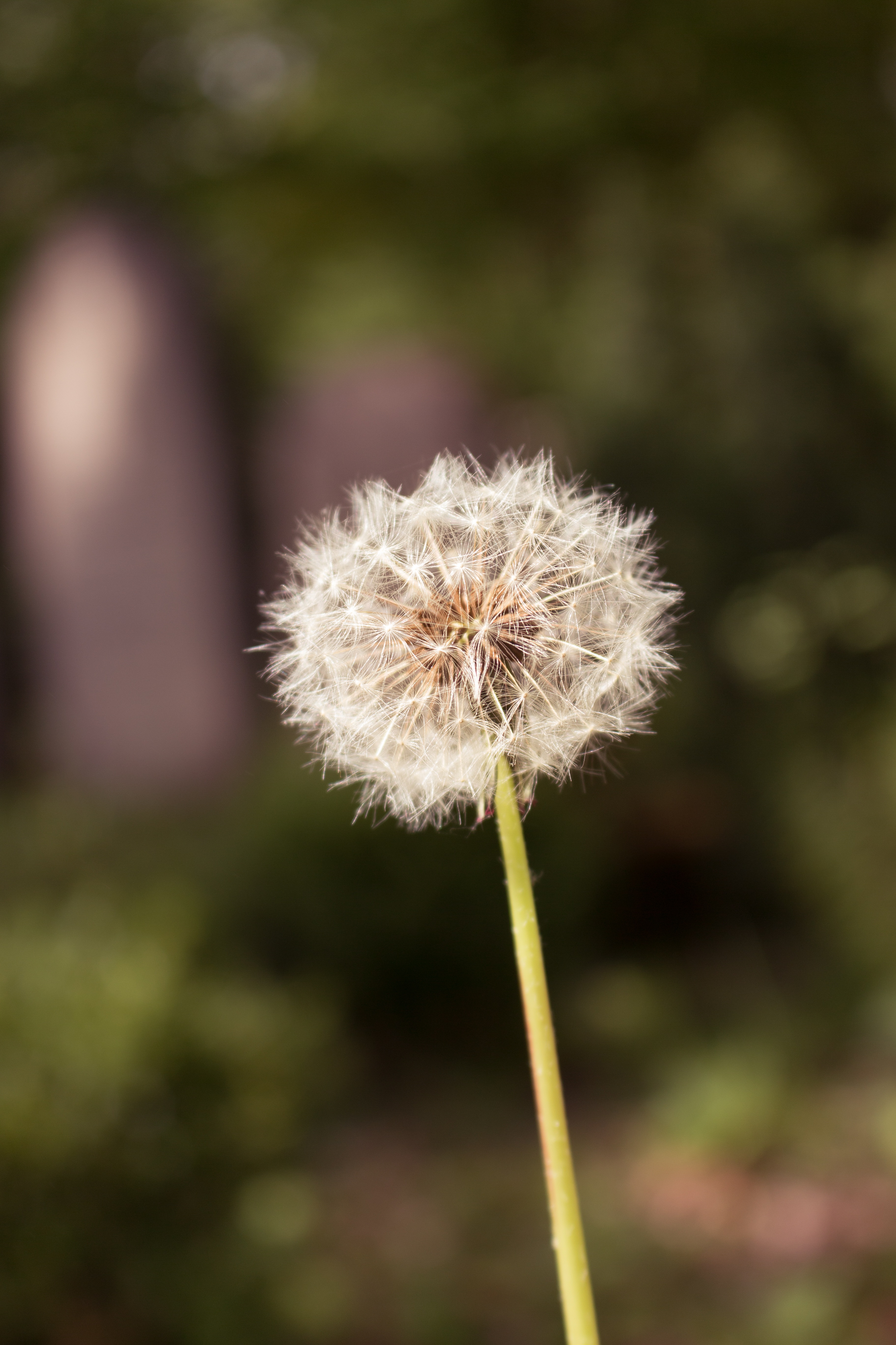 Dandelion Nature Close free image download