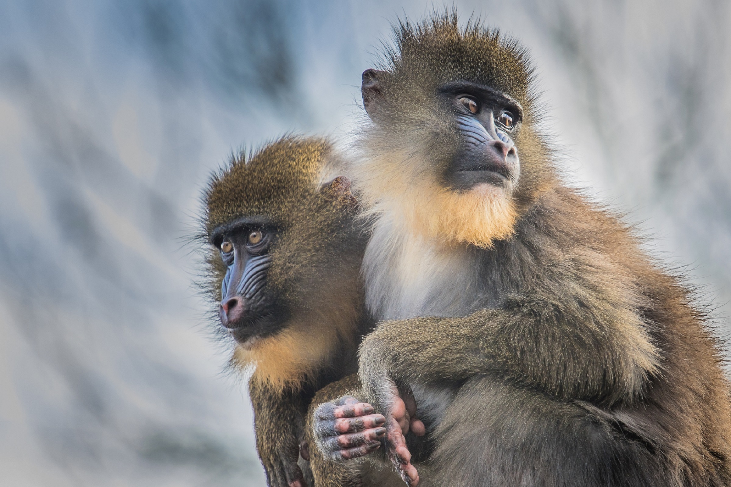 Mandrills Primate Monkey free image download